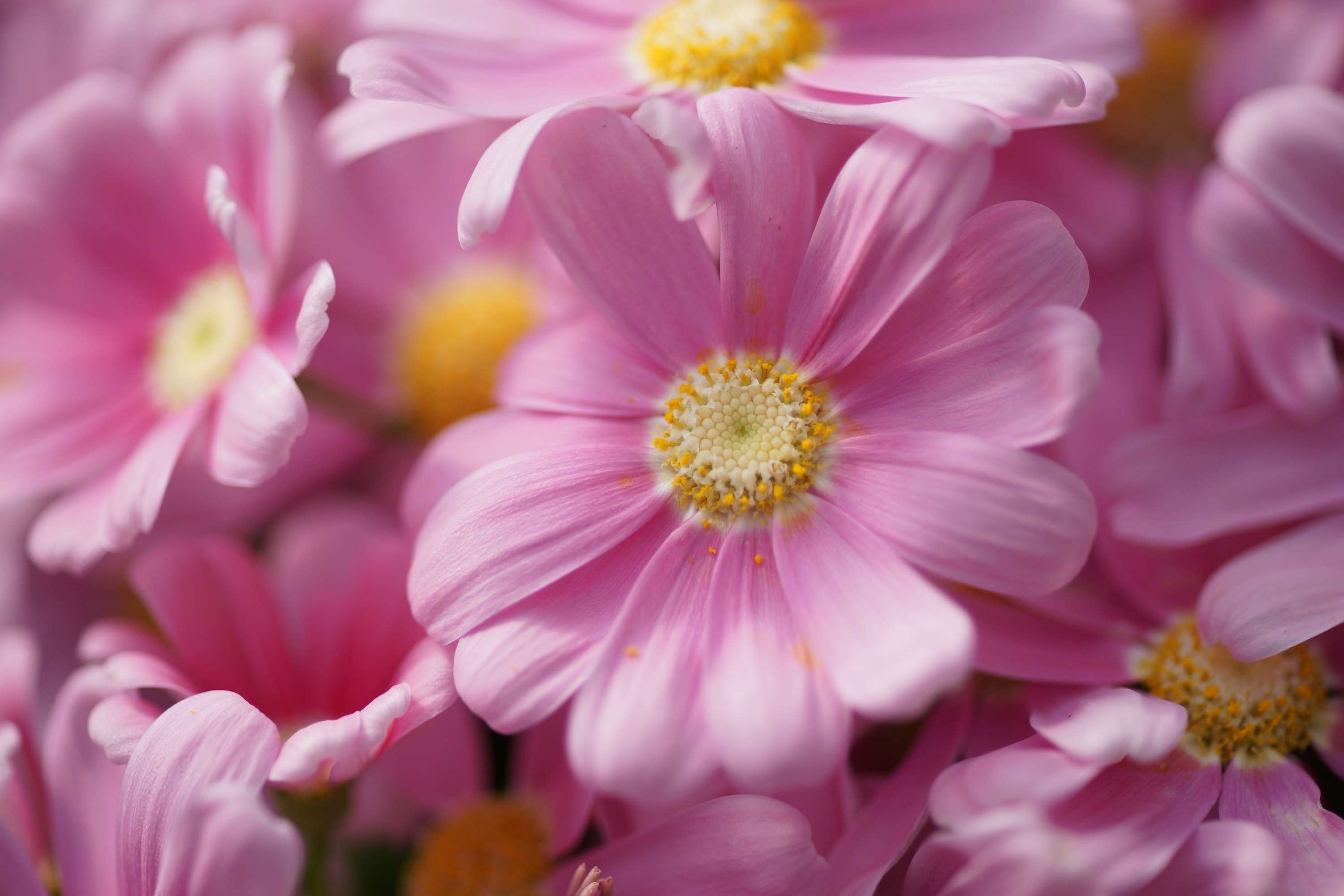 Download Pink Flower Nature Flower HD Wallpaper