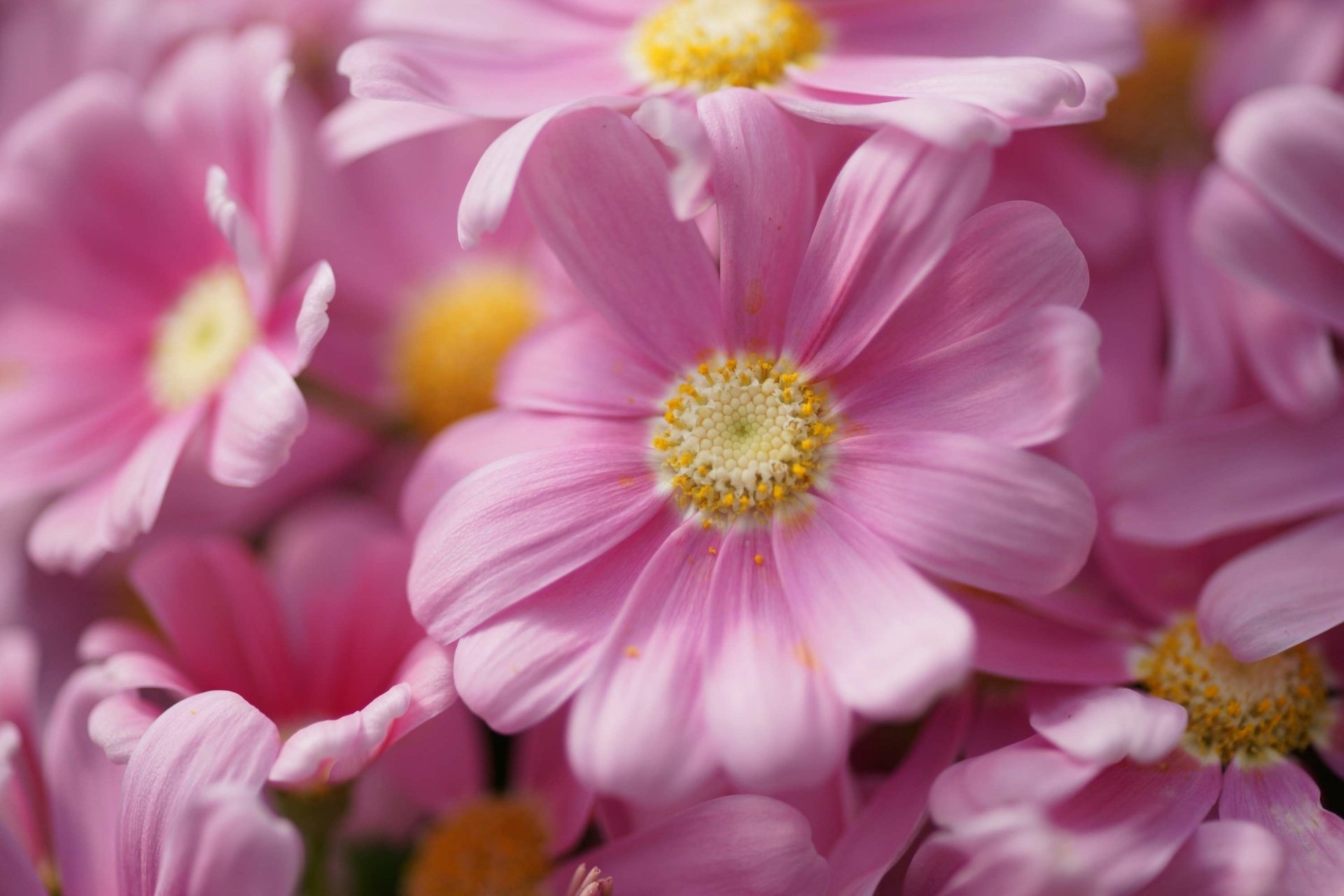 Download Pink Flower Nature Flower HD Wallpaper | 3000x2000 | Wallpaper ...