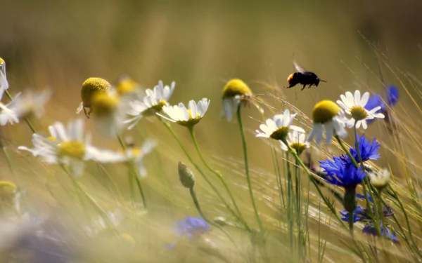 Bumblebee 4k Wallpapers