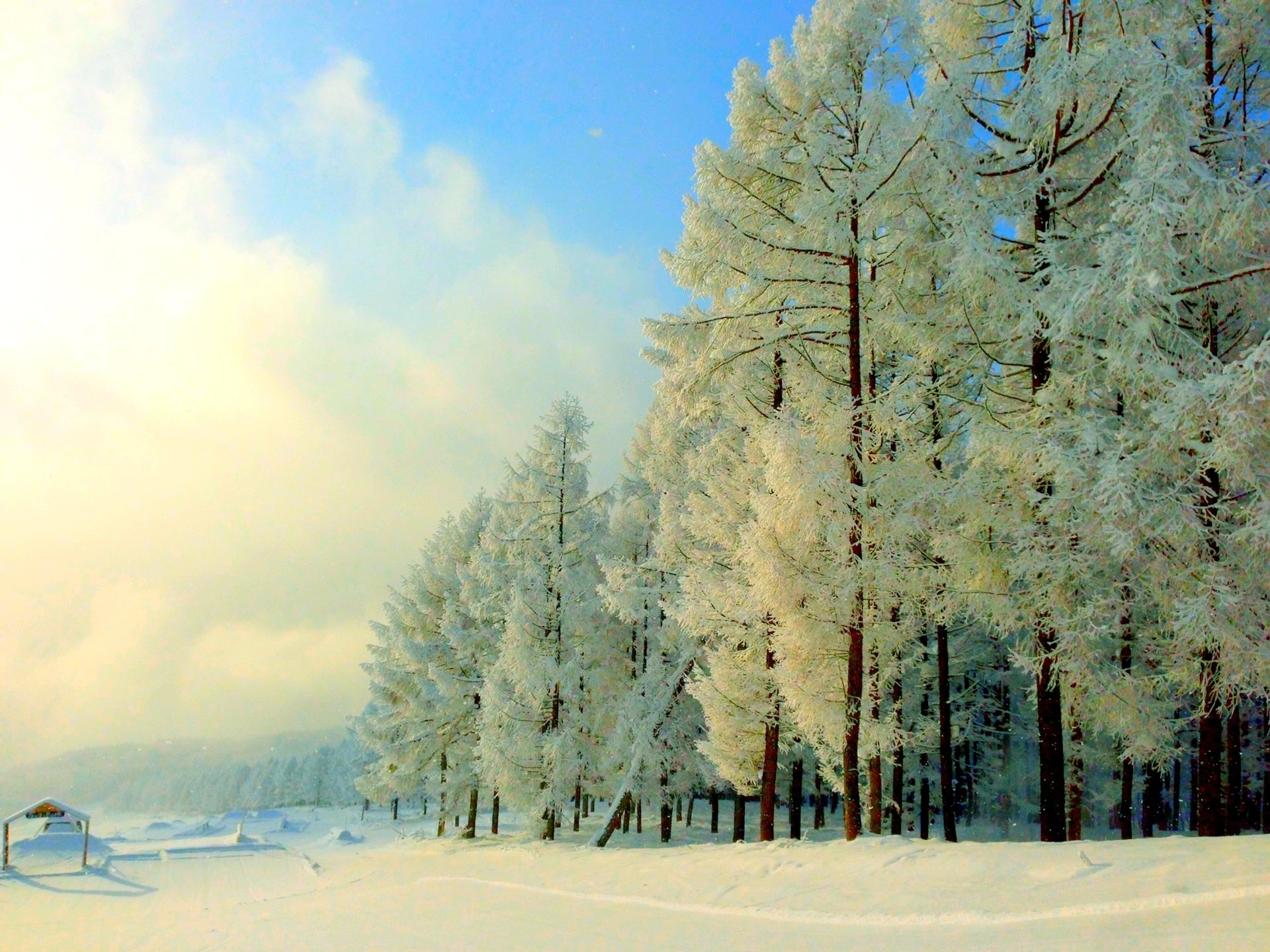 Winter Park: Snowy Forest HD Wallpaper | 1920x1440 | Wallpaper Abyss