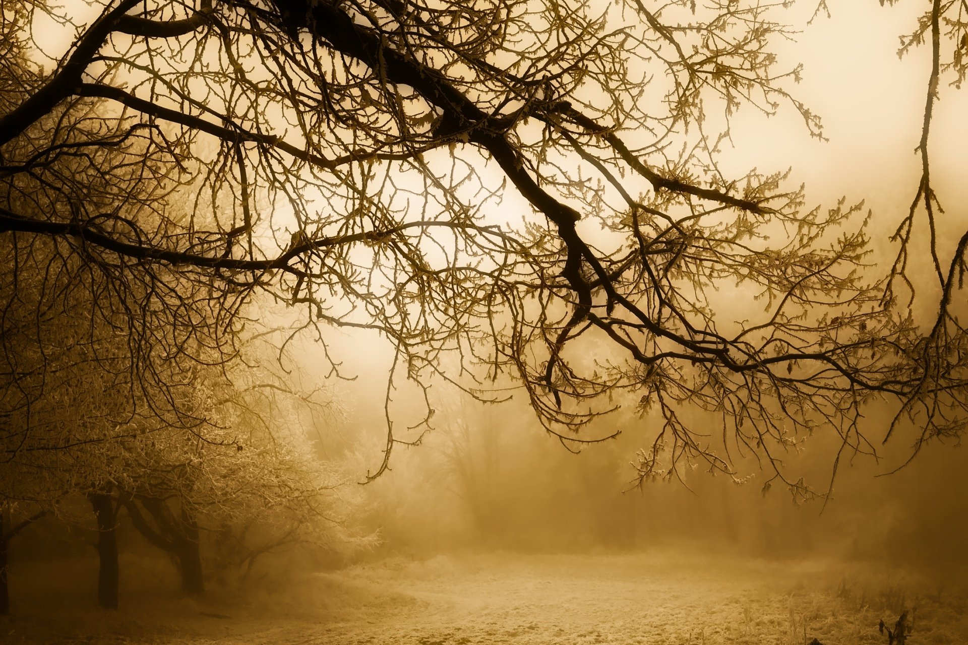 Download Fog Branch Snow Nature Tree Sunrise Winter HD Wallpaper