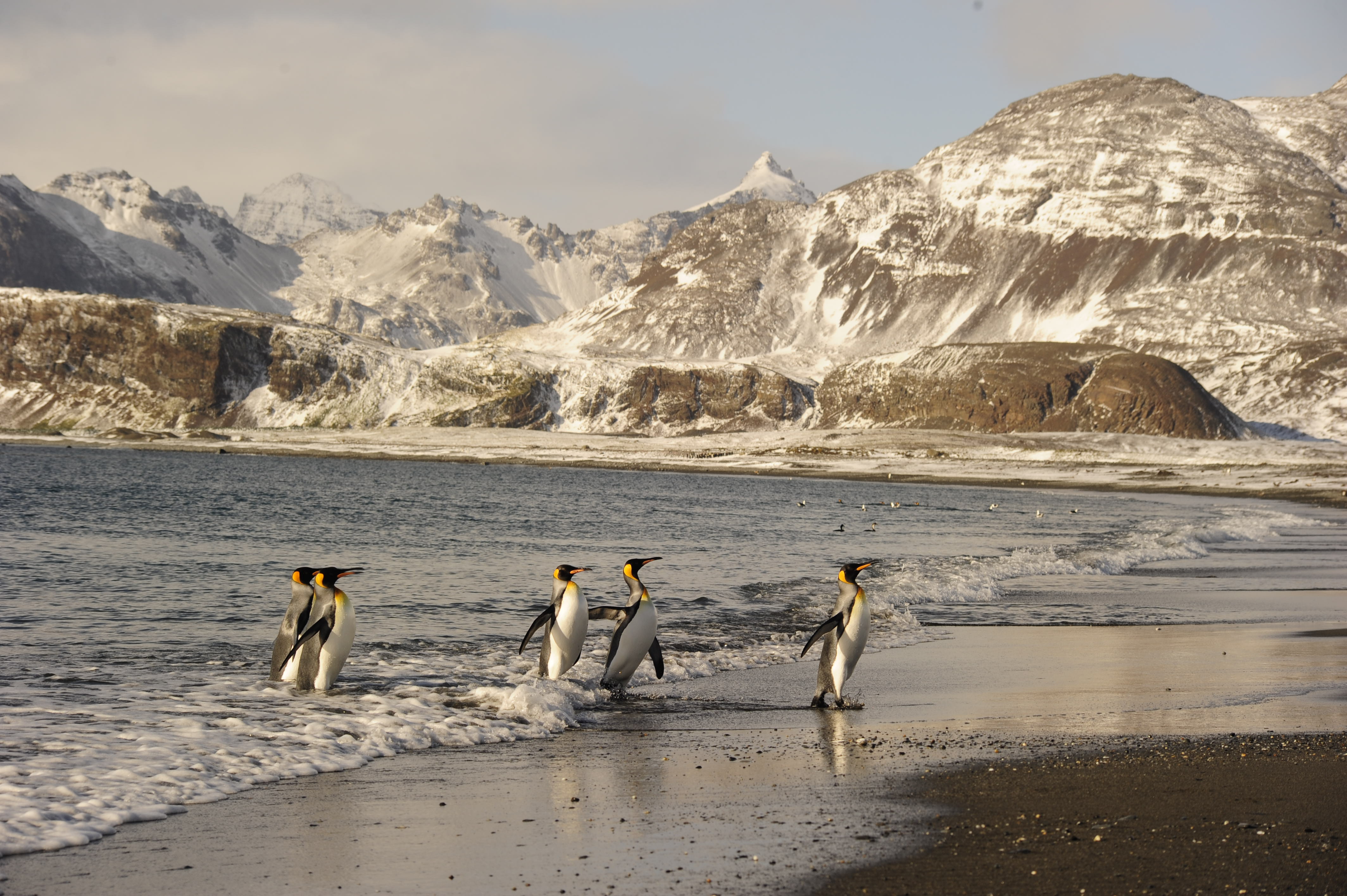 Download Mountain King Penguin Animal Penguin 4k Ultra HD Wallpaper