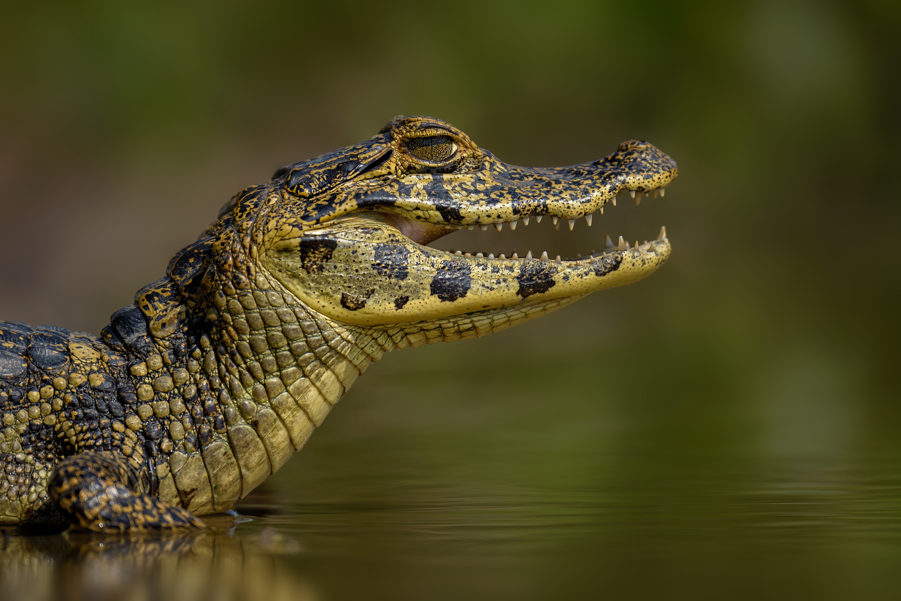 Spectacled caiman