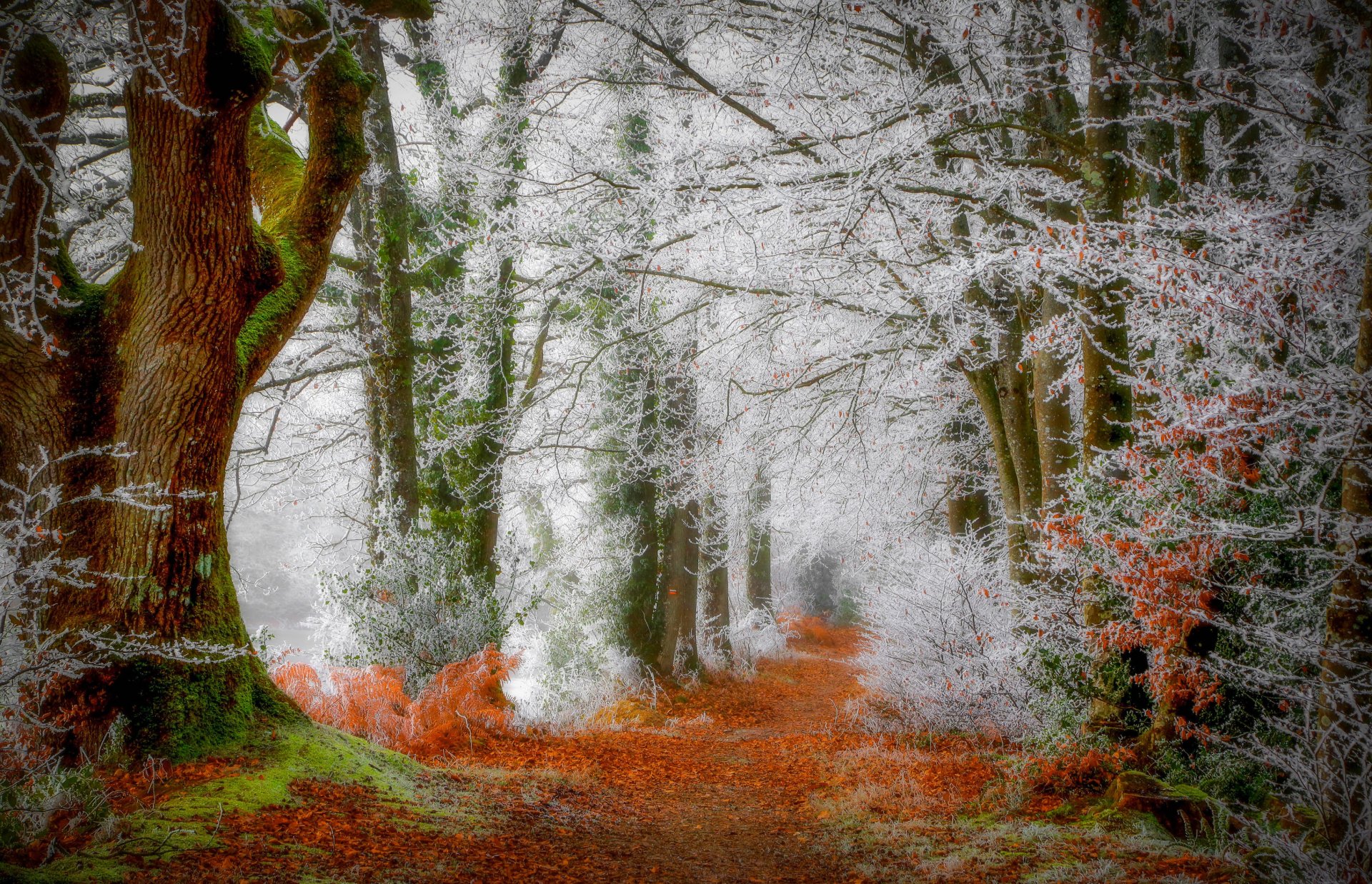 Download Winter Tree Forest Nature Path HD Wallpaper | 3103x2000 ...