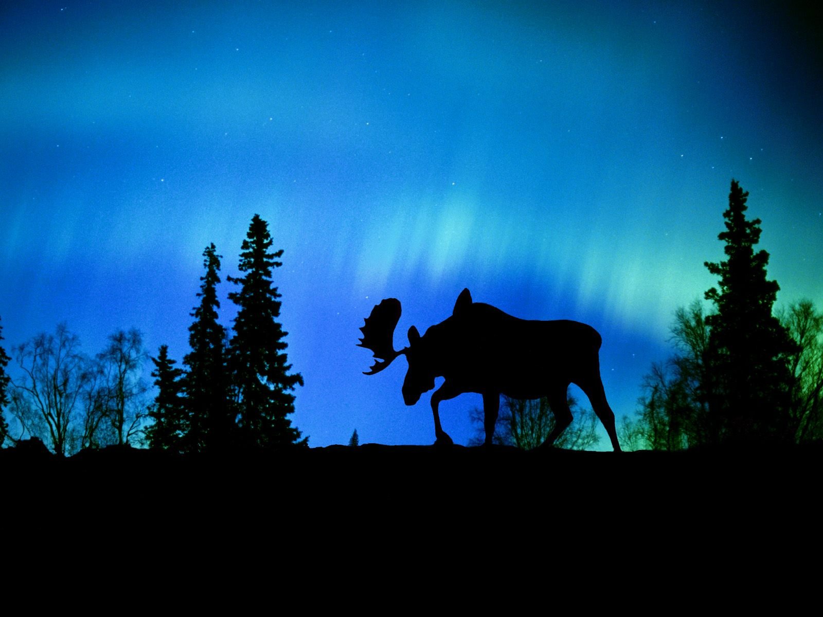 Moonlit Moose: Aurora Night HD Wallpaper