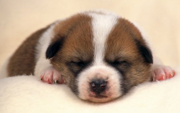 Cyan Dog on Yellow and Pink HD Wallpaper | Background Image | 3219x2146