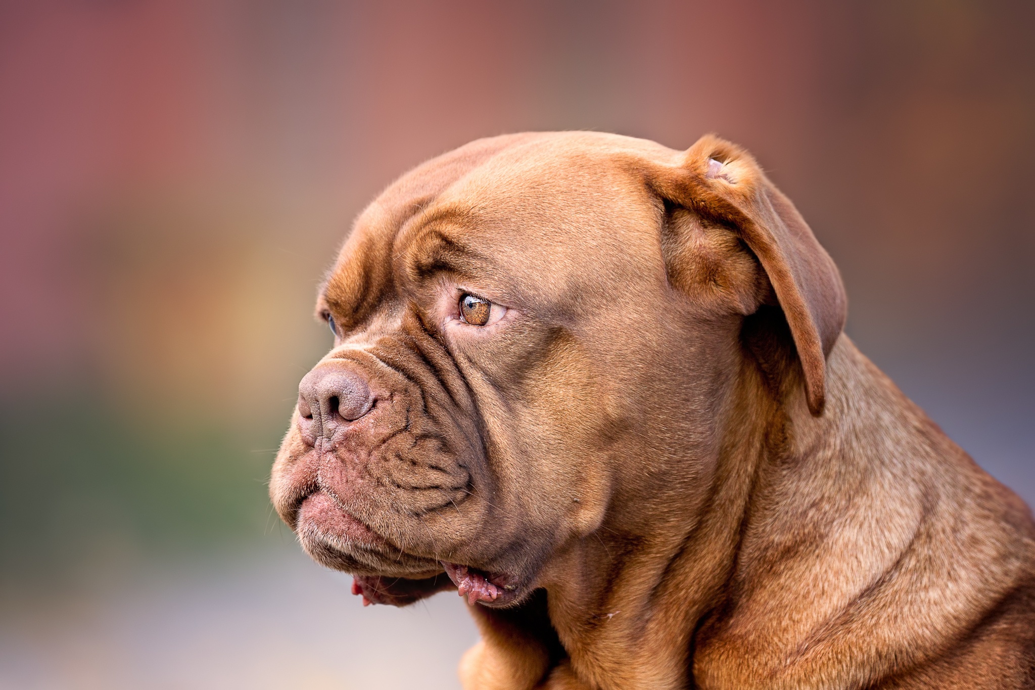 Download Muzzle Animal Dog HD Wallpaper