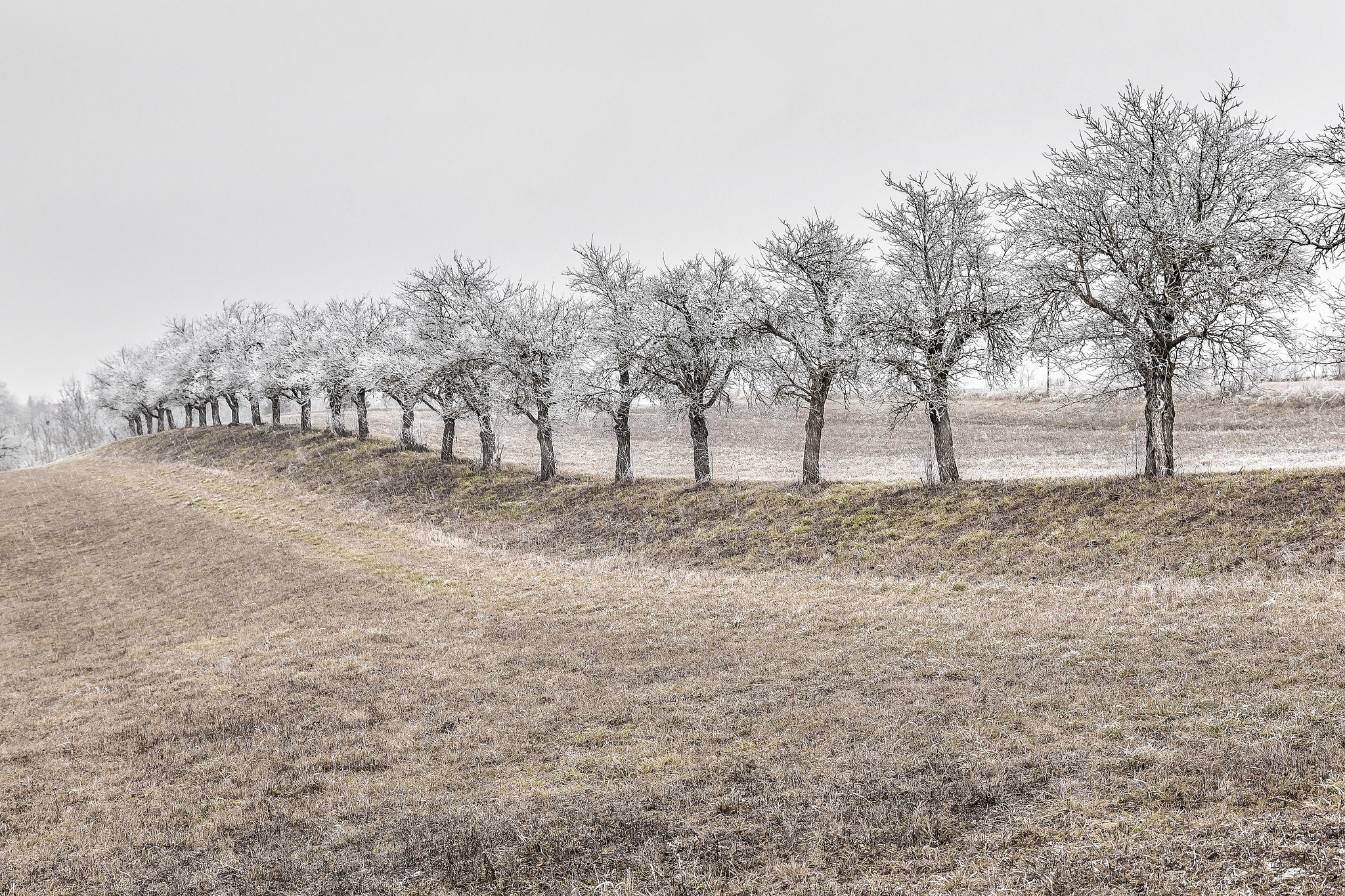 Download Winter Tree Tree-lined Nature Field HD Wallpaper