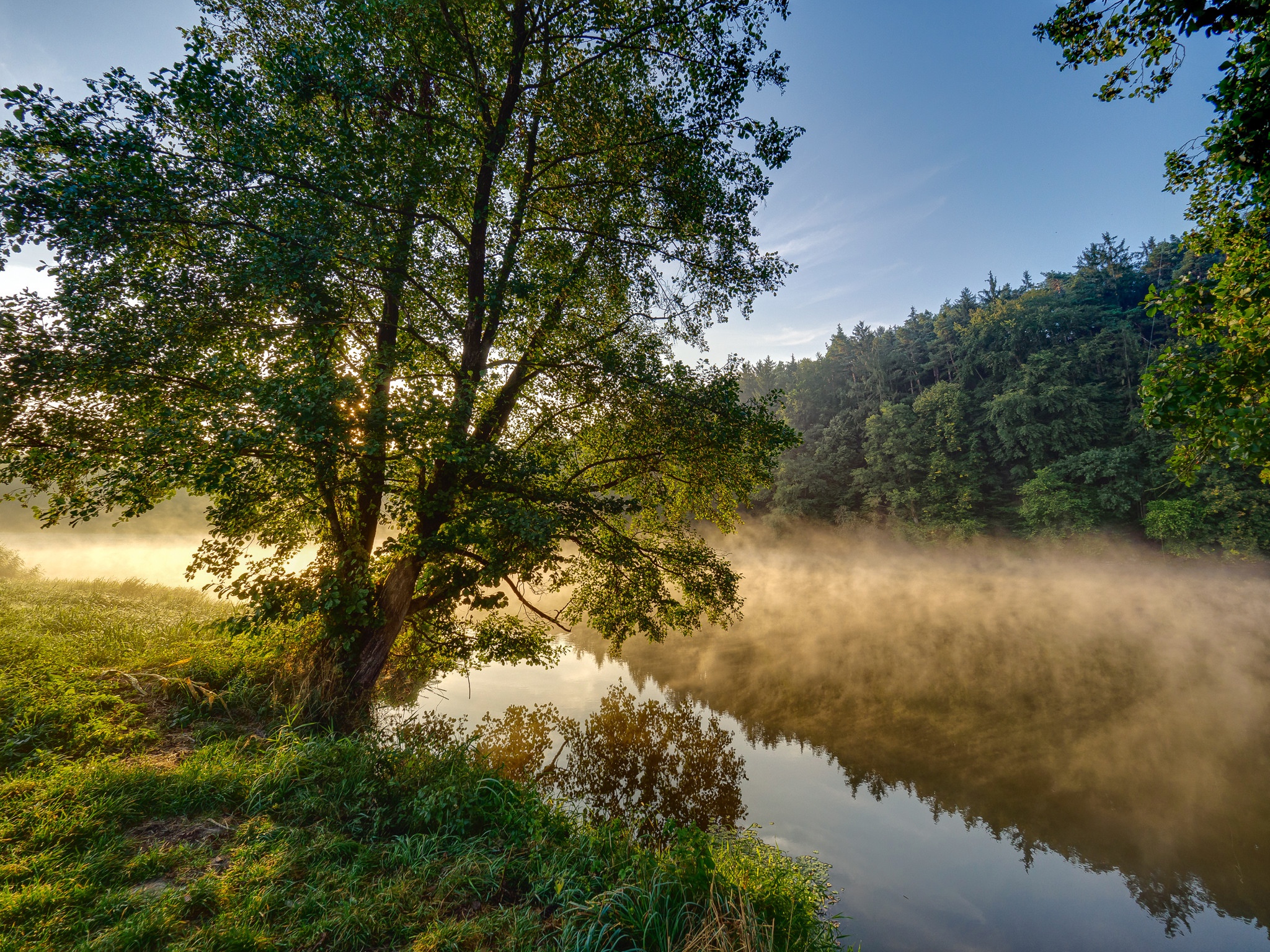 Download Fog Tree Reflection Nature River HD Wallpaper