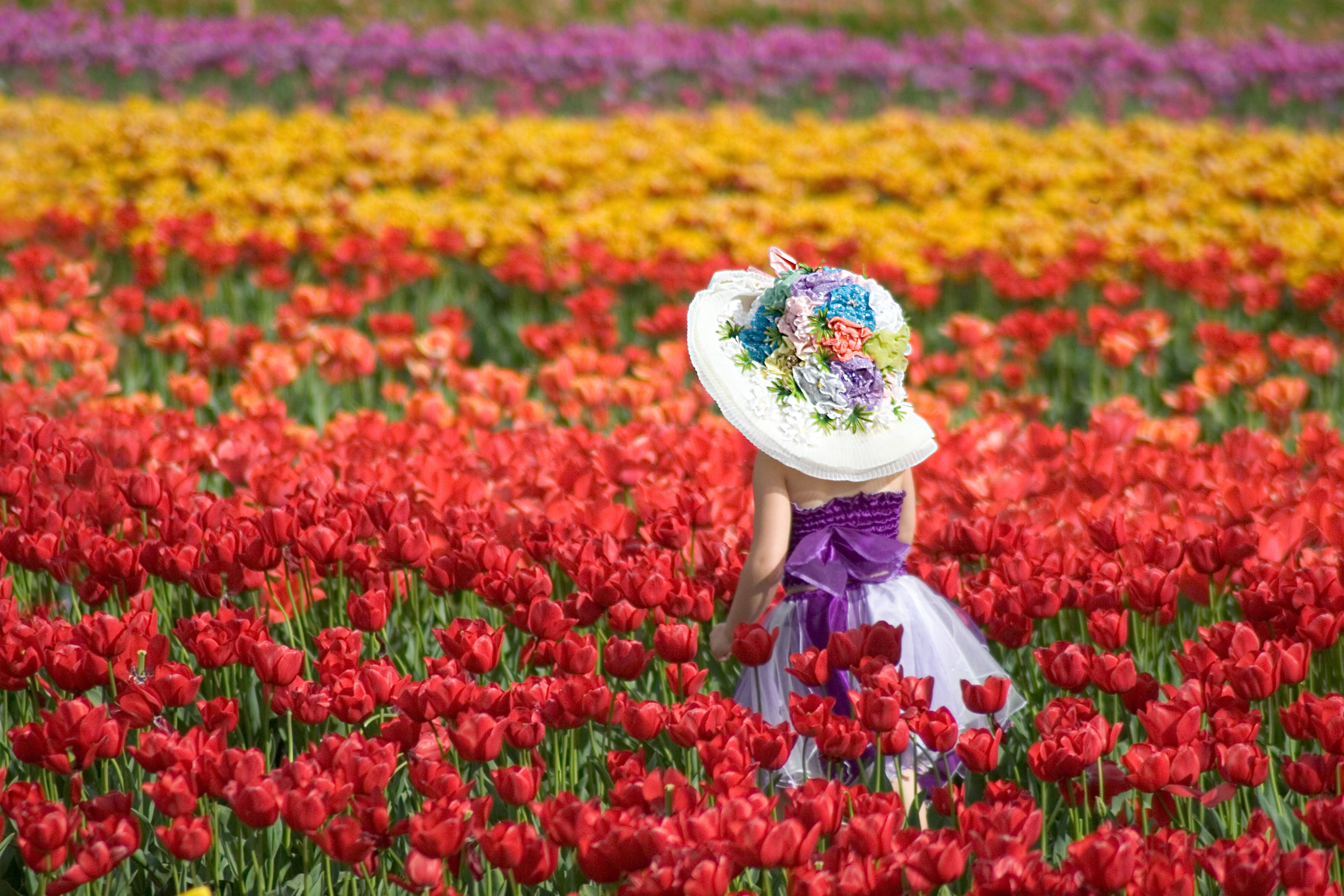 Download Red Flower Blur Tulip Flower Field Hat Little Girl Photography ...