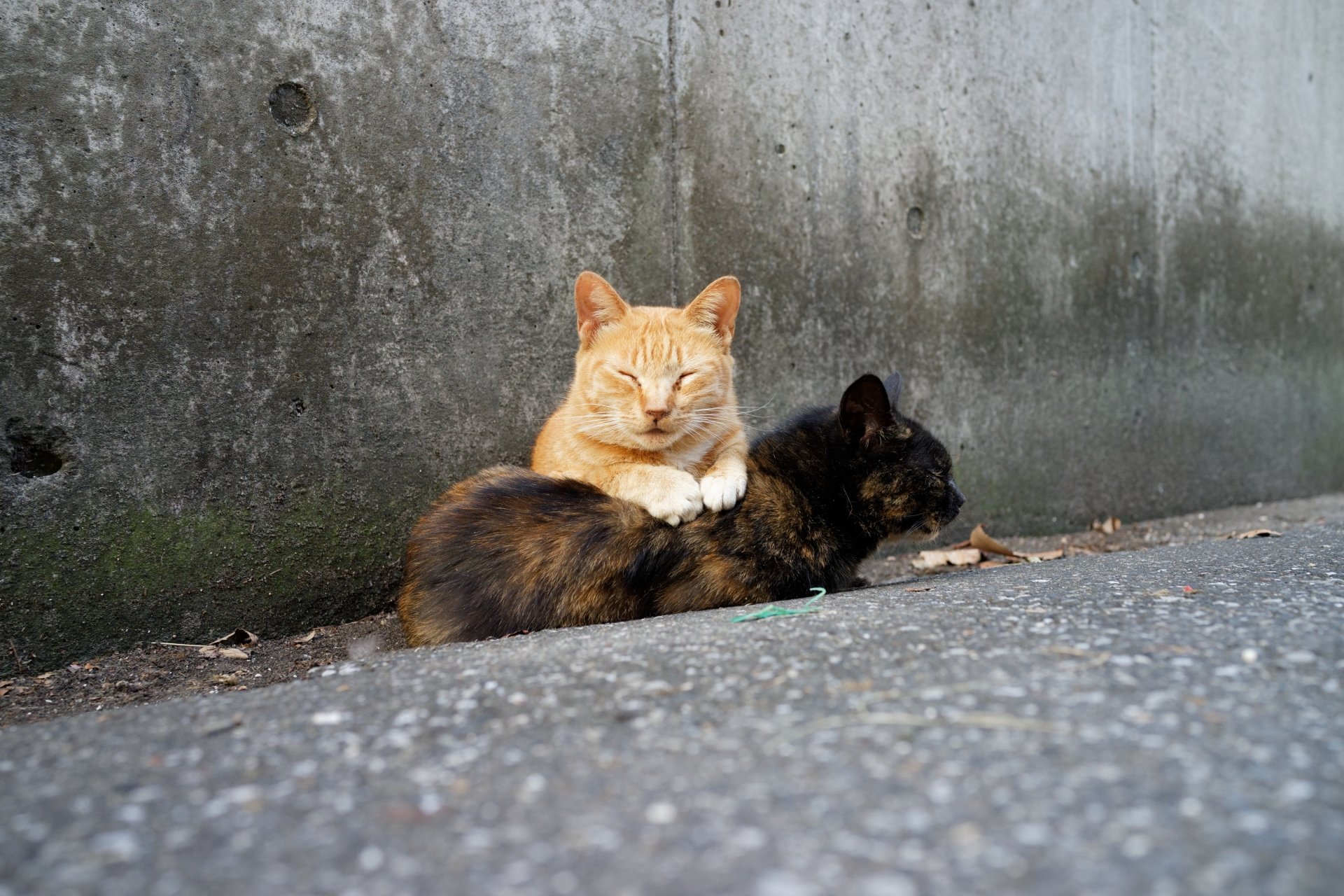 5K Ultra HD Wallpaper — Sleeping Cat Duo | 6000x4000 | Wallpaper Abyss