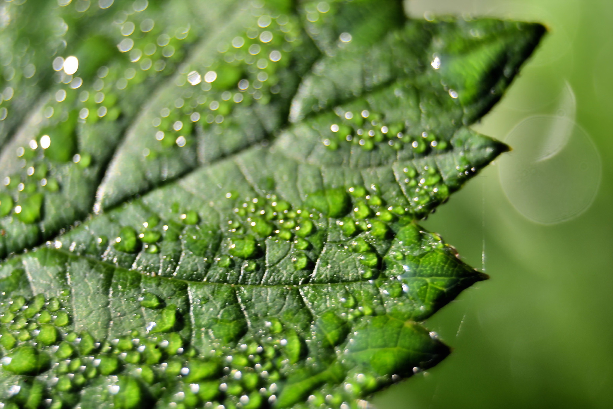 Download Nature Water Drop Green Macro Leaf HD Wallpaper