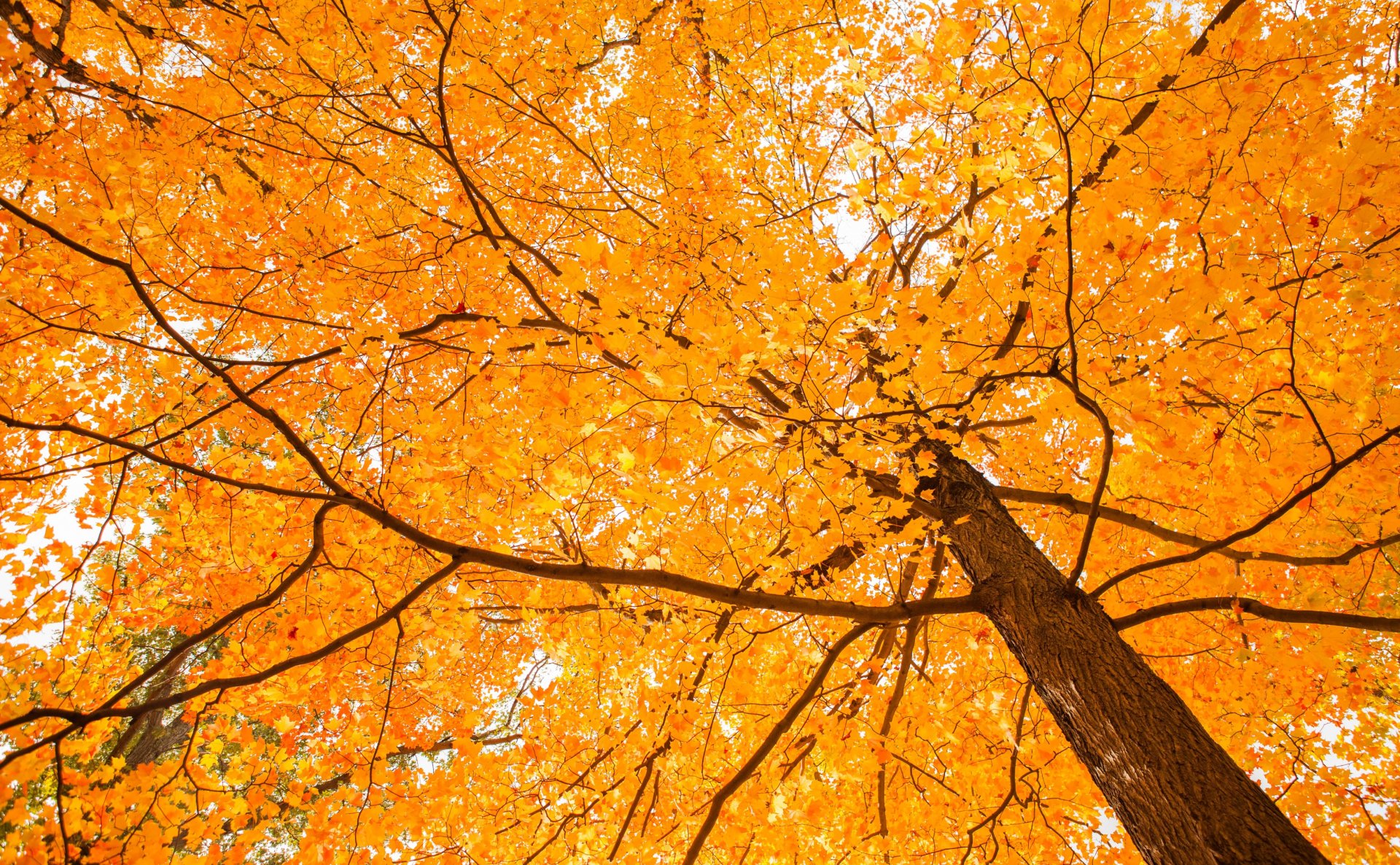 Download Orange (Color) Fall Nature Tree HD Wallpaper