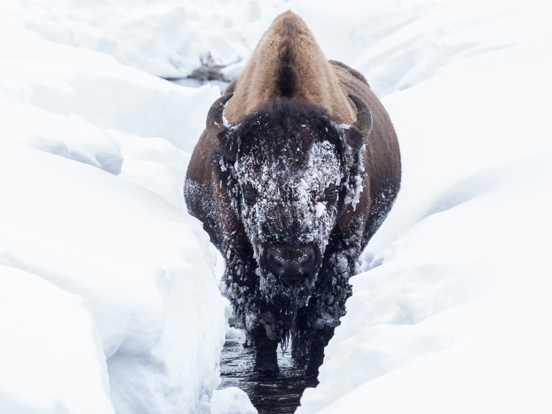 Winter Majesty: American Bison's Fierce Stare in Snowy Wilderness HD ...