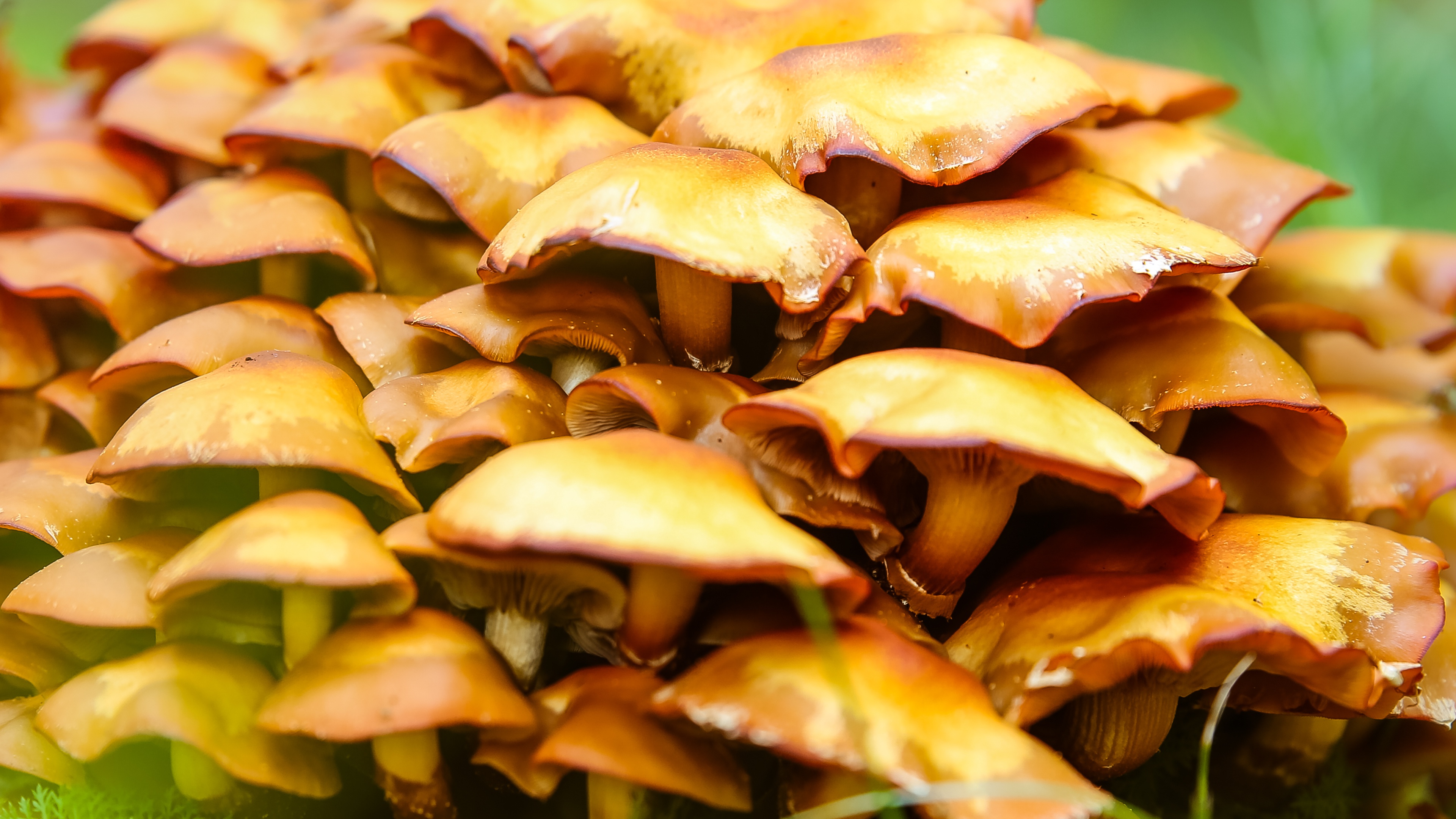 Download Macro Fall Nature Mushroom 4k Ultra HD Wallpaper