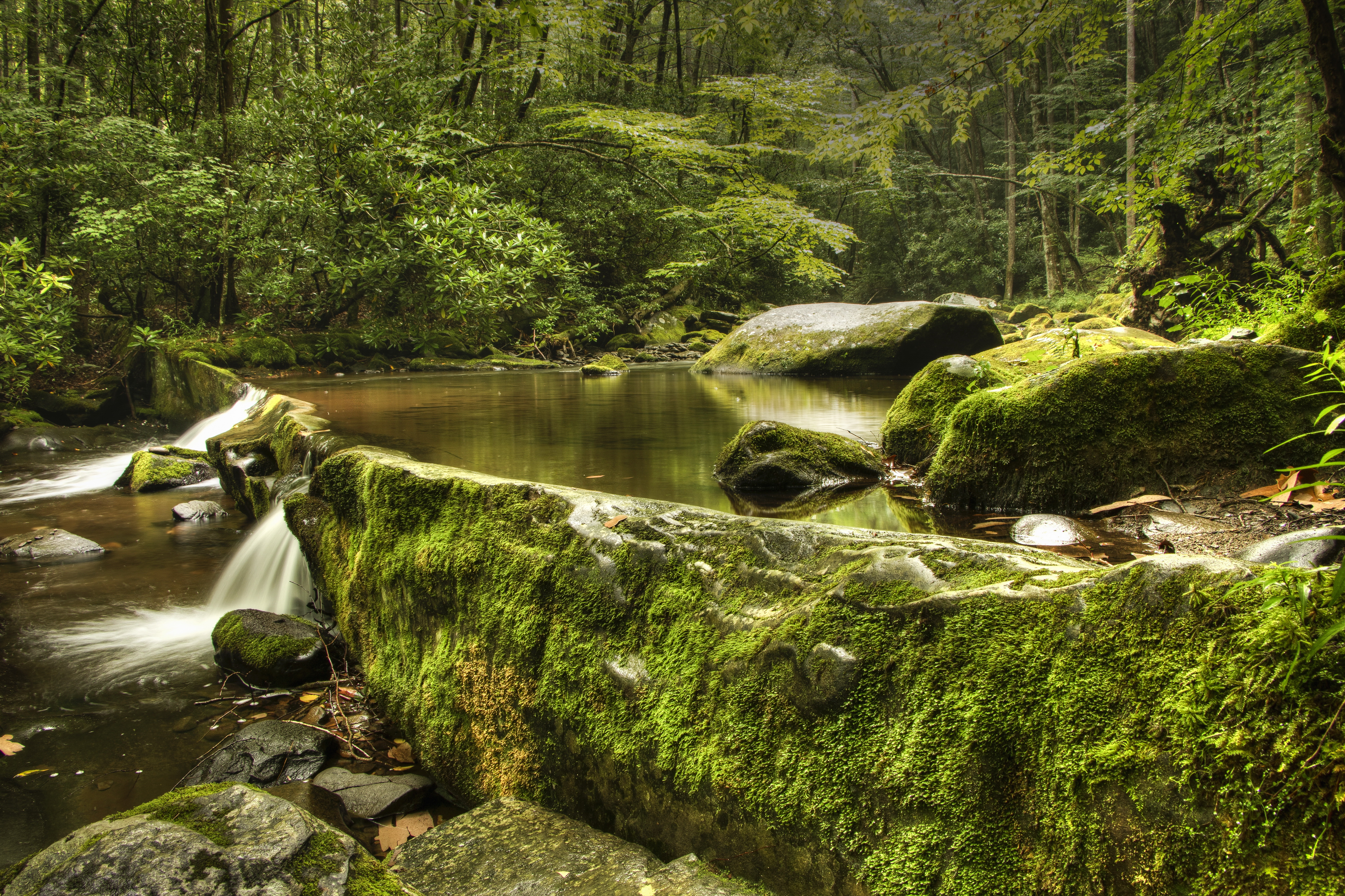 Download Moss Nature Stream 4k Ultra HD Wallpaper
