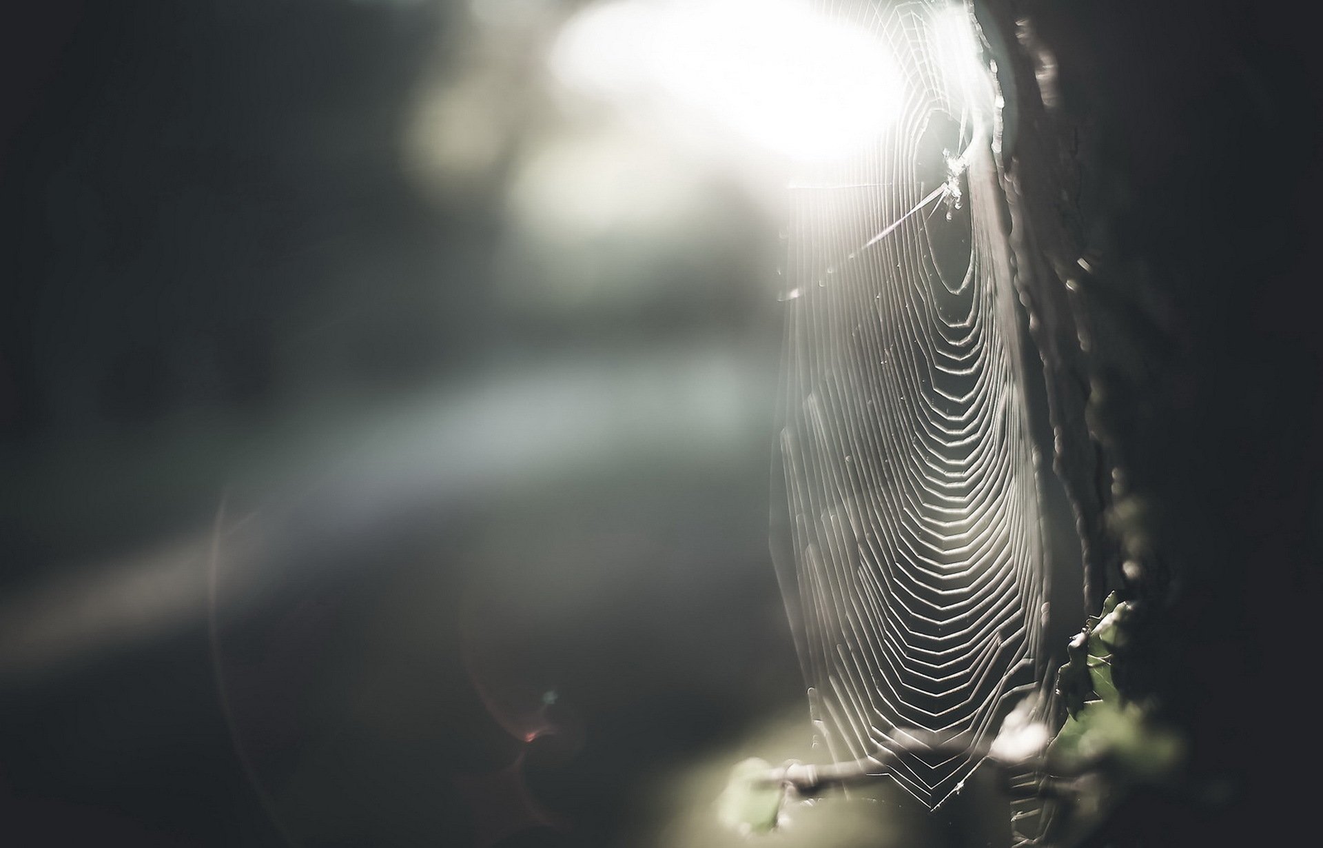Download Macro Photography Spider Web HD Wallpaper