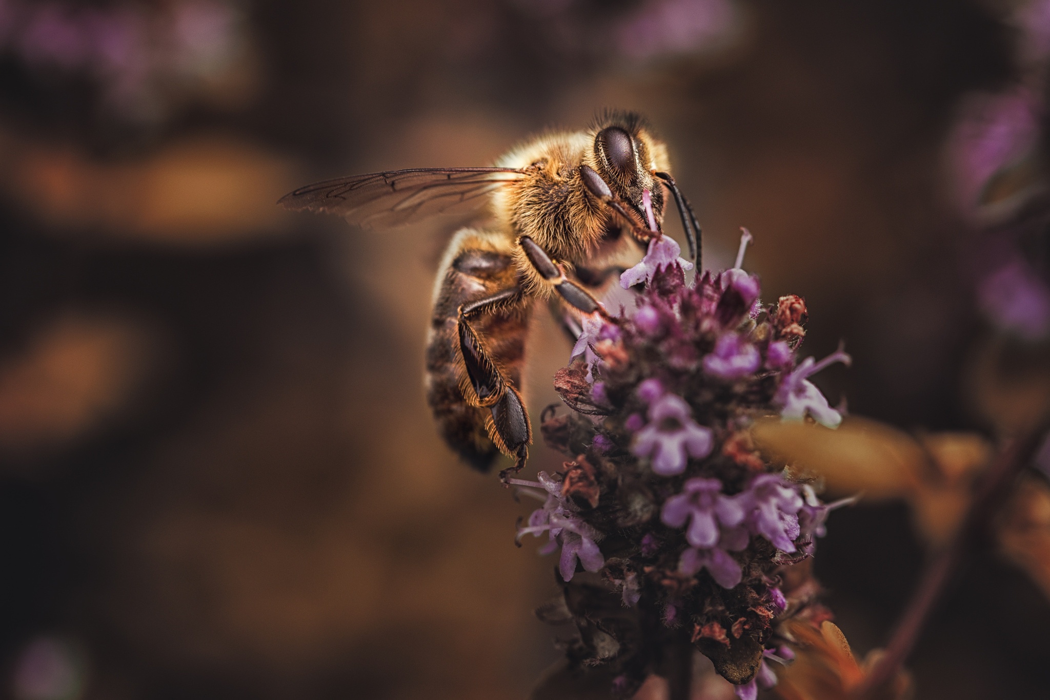 Bee HD Wallpaper