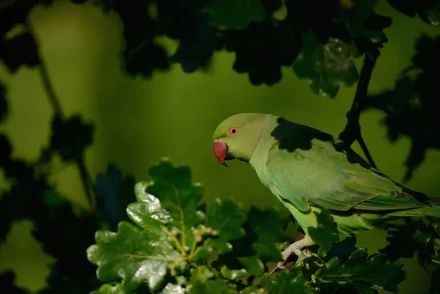 Rose-ringed Parakeet - Desktop Wallpapers, Phone Wallpaper, PFP, Gifs ...