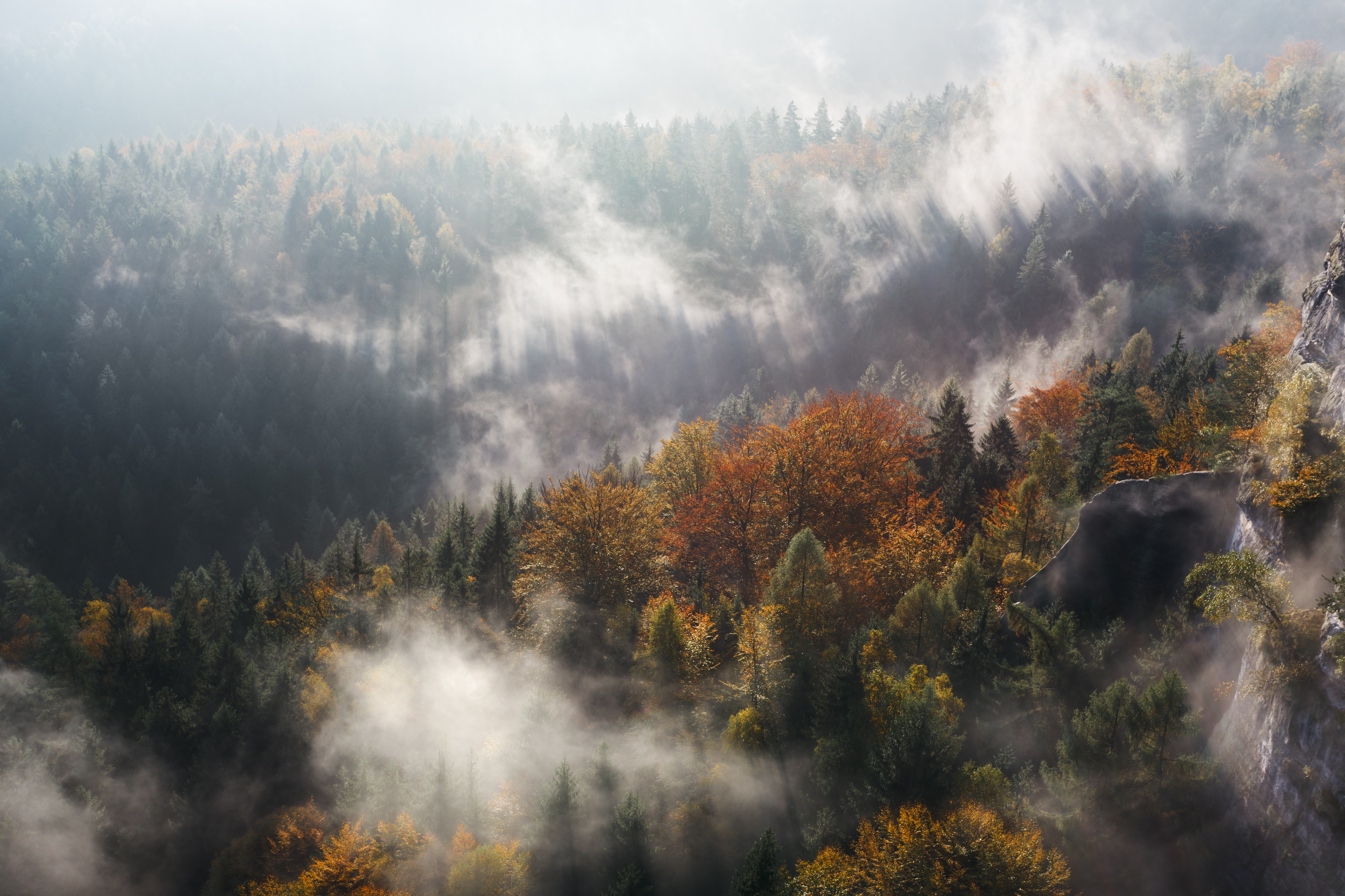 Download Sunbeam Fall Aerial Forest Nature Fog 4k Ultra HD Wallpaper