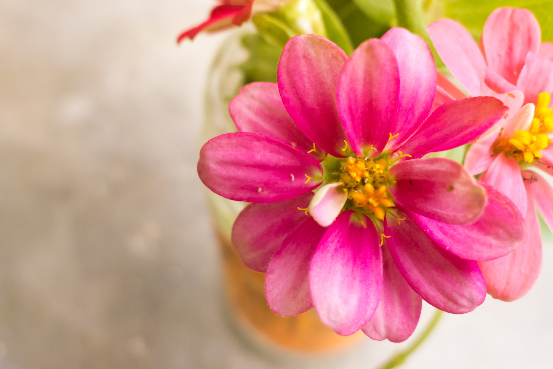 Download Pink Flower Close-up Nature Flower HD Wallpaper