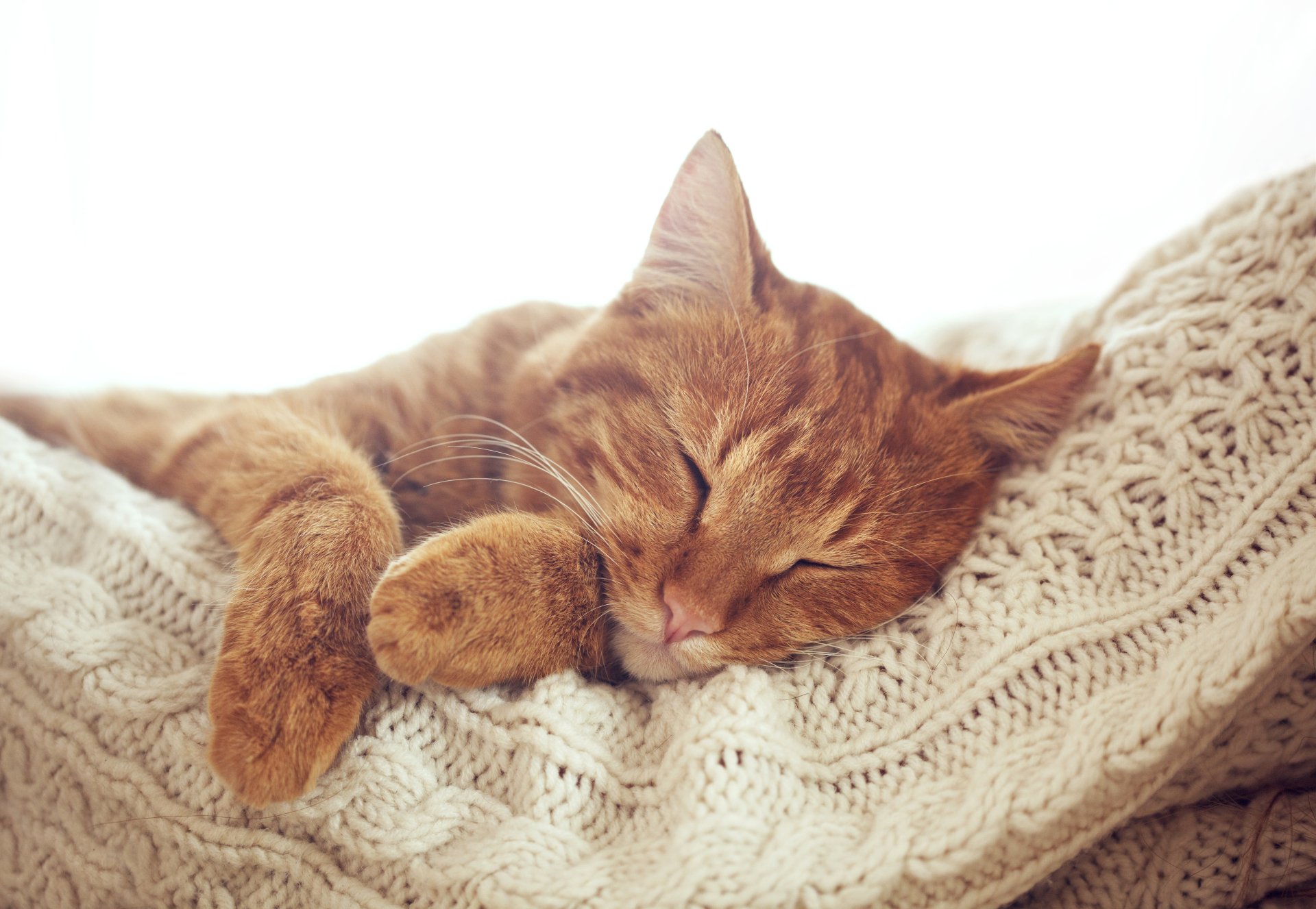 Download Sleeping Animal Cat 4k Ultra HD Wallpaper