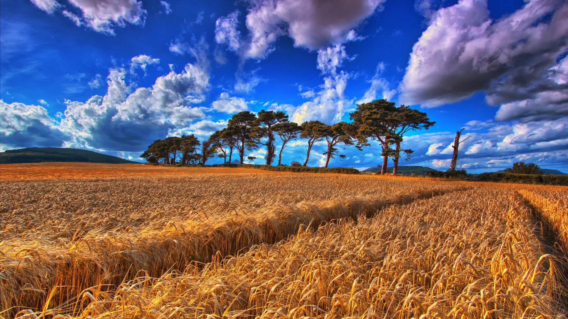 Wheat Field Wallpaper 46590