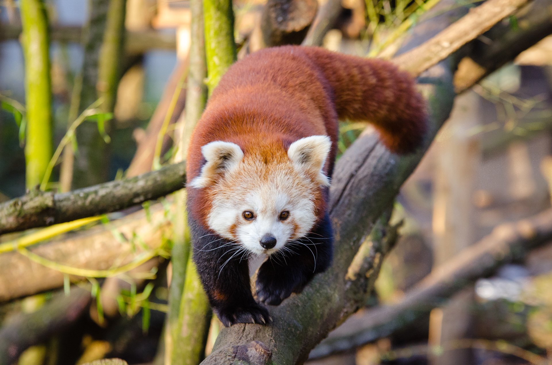 4K Ultra HD Red Panda in Natural Forest Habitat Wallpaper