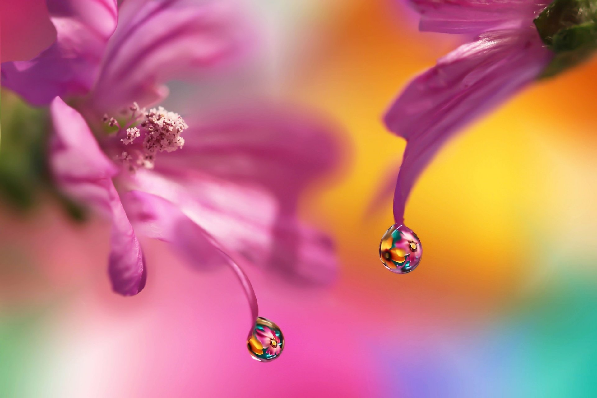Download Pink Flower Flower Reflection Macro Nature Water Drop HD Wallpaper