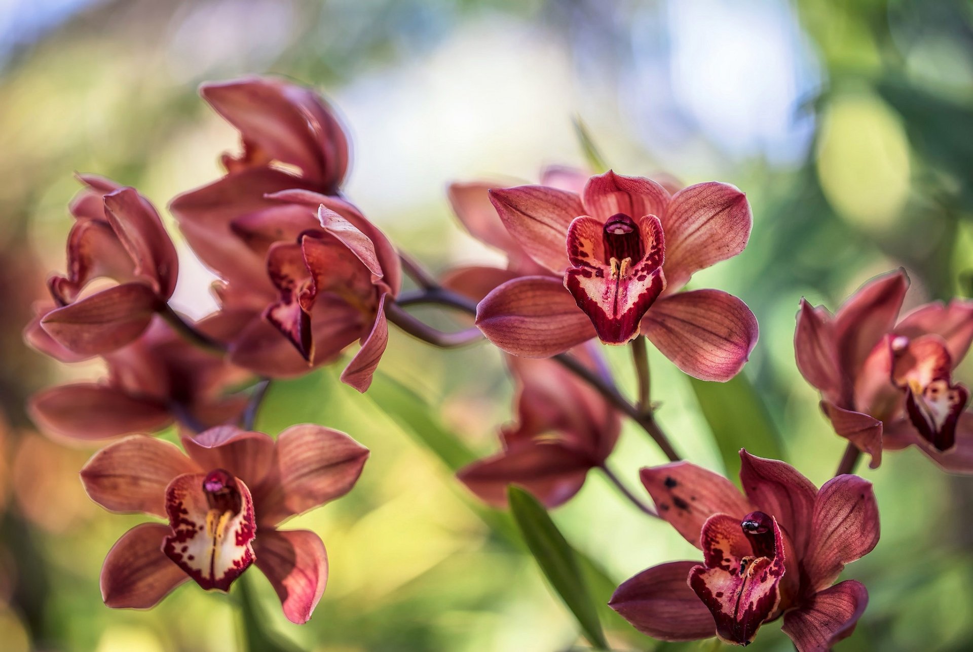 Crimson Orchid Bloom — HD Nature Wallpaper