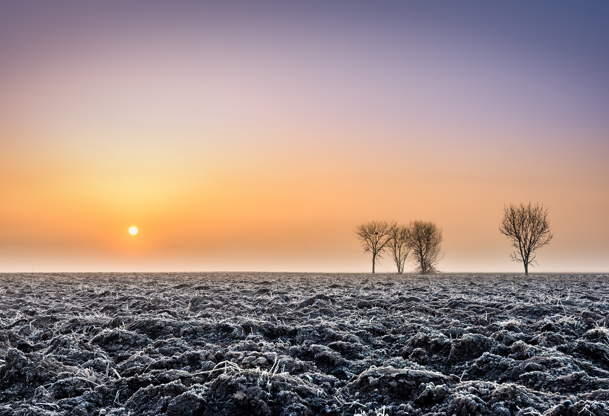 Download Sun Nature Horizon Tree Sunset HD Wallpaper