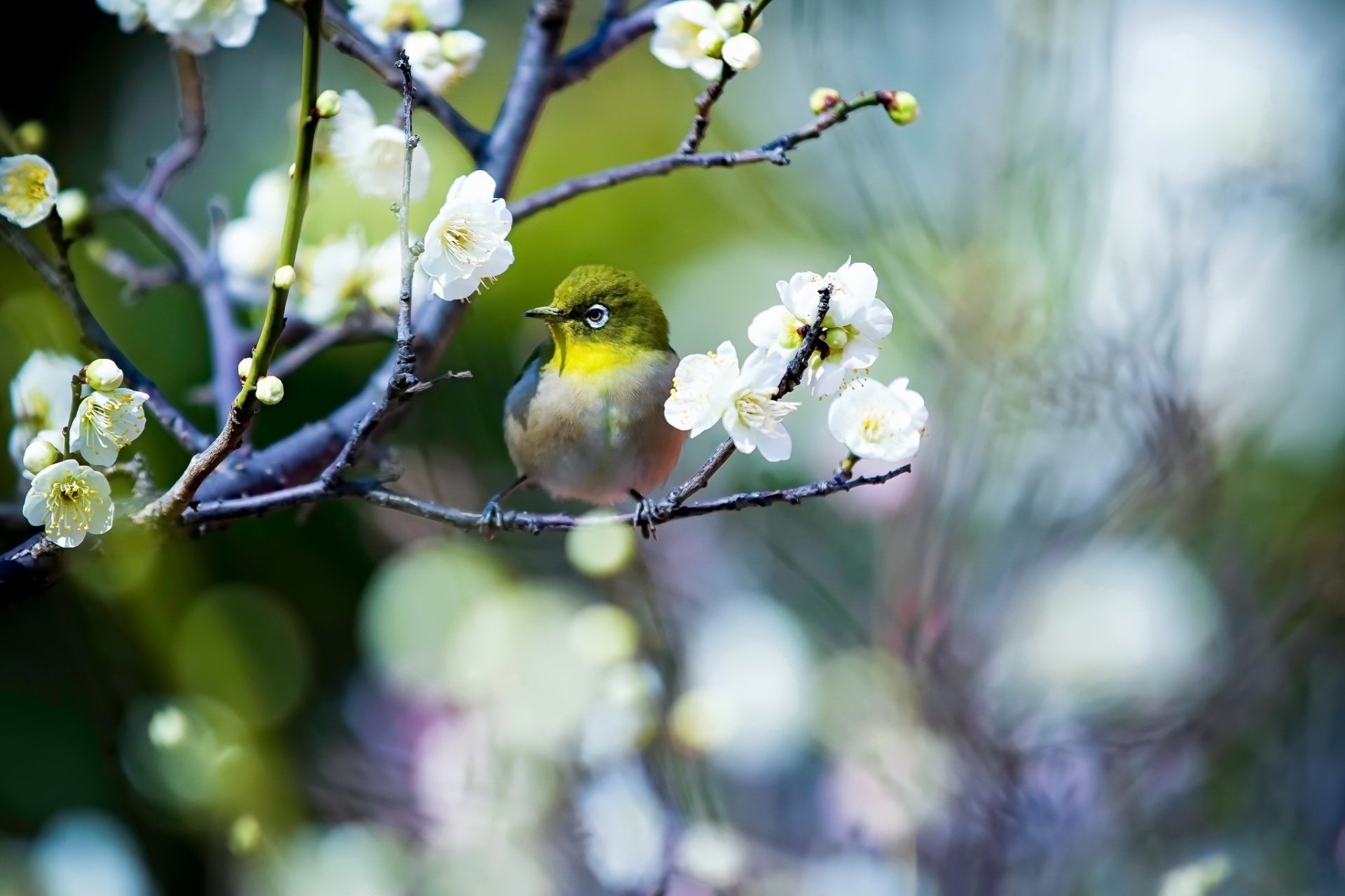 Japanese White-Eye Nestled Among White Blossoms | HD Nature Wallpaper ...