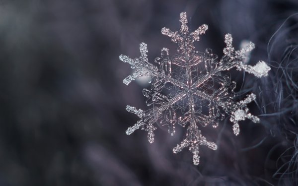 Snowflake 4k Ultra HD Wallpaper | Background Image | 5000x3000