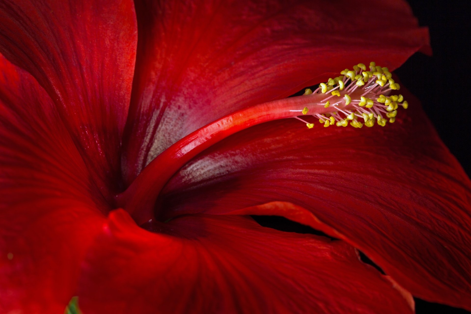 Download Red Flower Flower Macro Nature Hibiscus HD Wallpaper ...