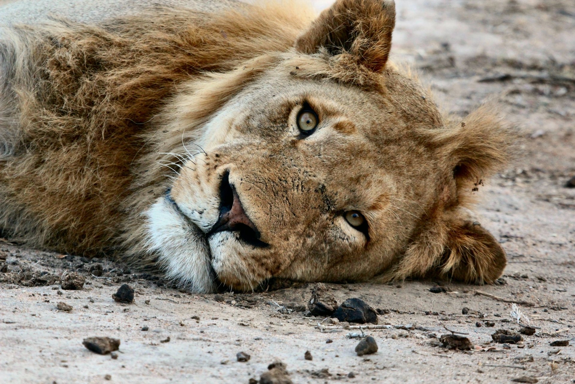 Lion's Resting Stare — 4K Ultra HD Wallpaper | 4600x3072 | Wallpaper Abyss