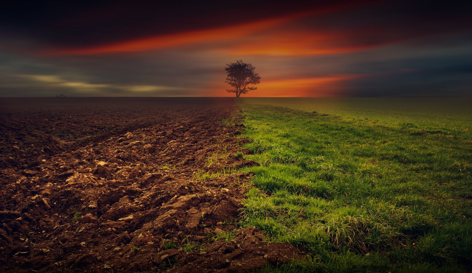 4K Ultra HD Dawn Horizon: Solitary Tree Between Grass and Earth