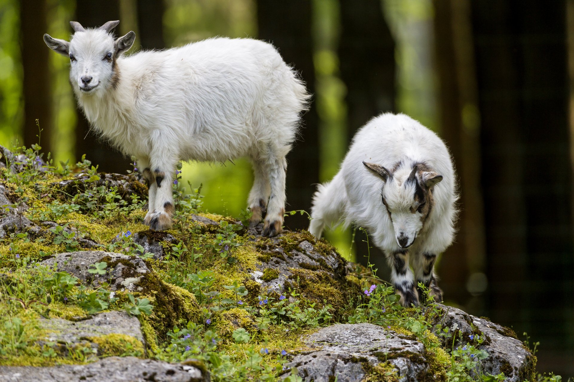 Adorable Baby Goats in 4K Ultra HD Nature Wallpaper