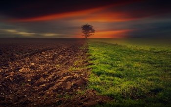 Download Nature Field PFP