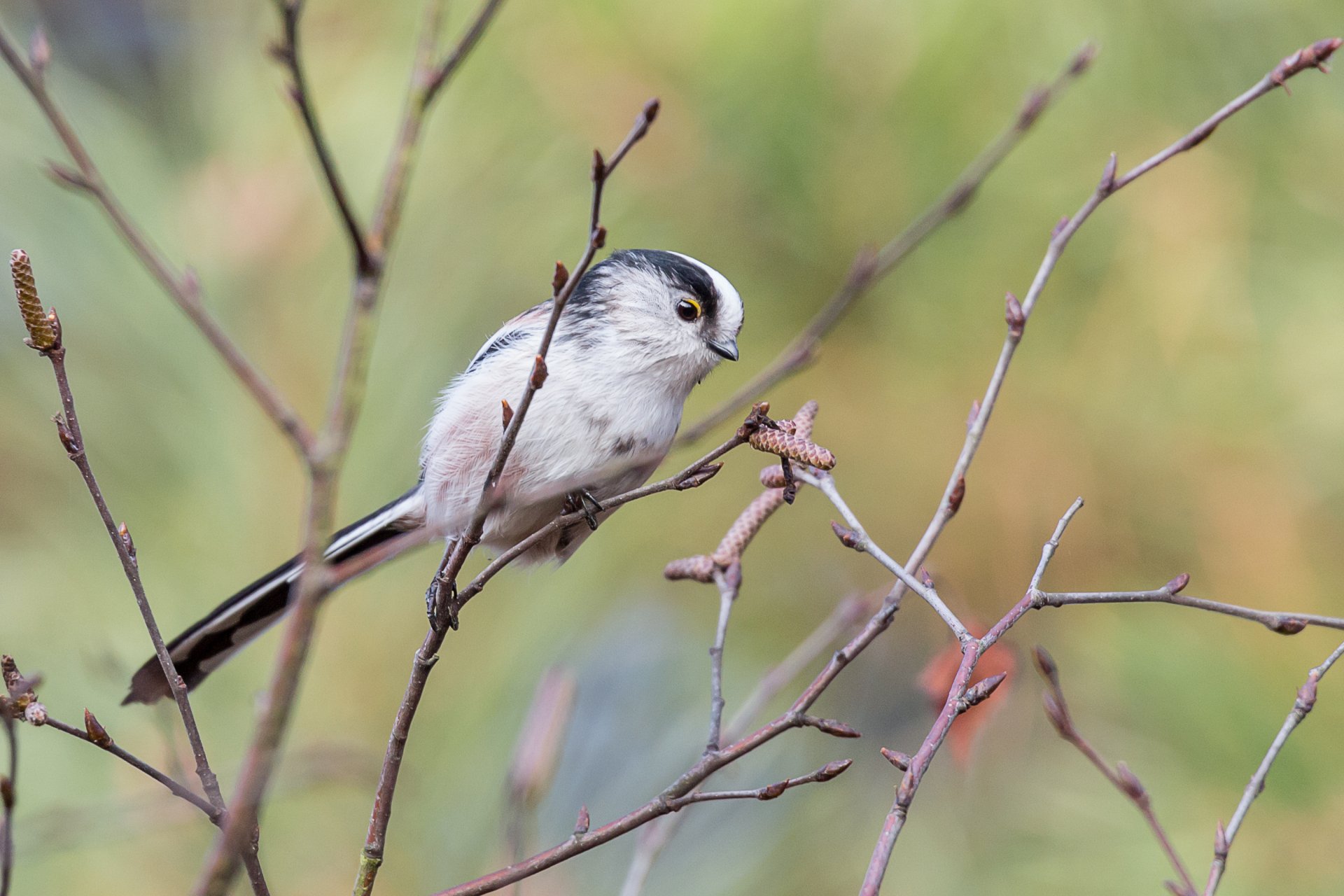 HD Titmouse Bird in Natural Habitat – Stunning Animal Wallpaper