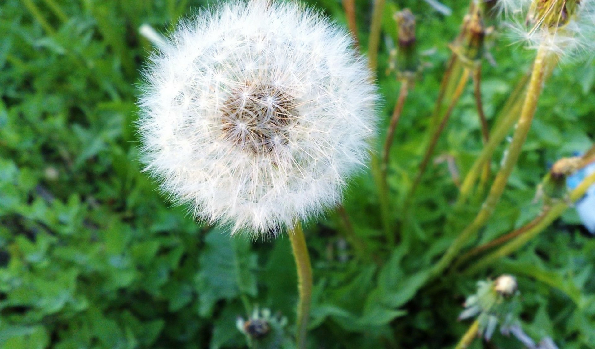 Nature Dandelion HD Wallpaper