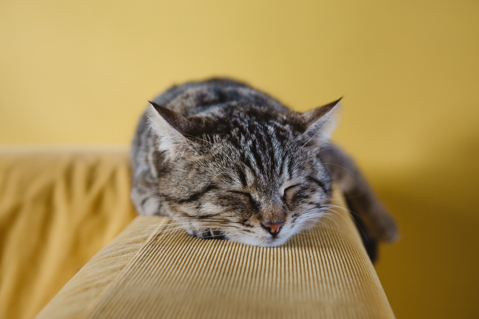 4K Ultra HD Serene Sleep: Cozy Cat in Dreamland | 6000x4000 | Wallpaper ...