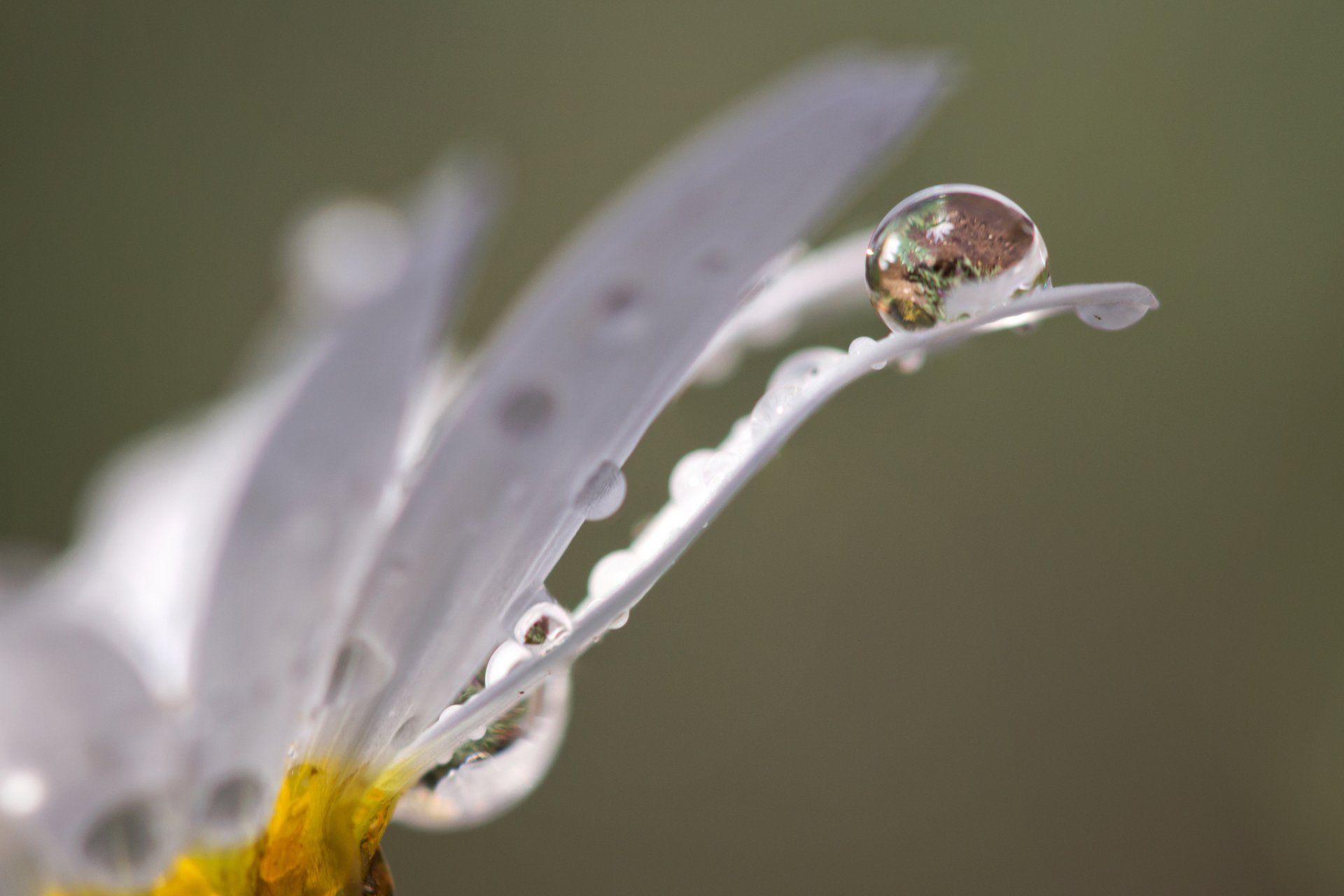 Download Reflection White Flower Macro Nature Water Drop HD Wallpaper