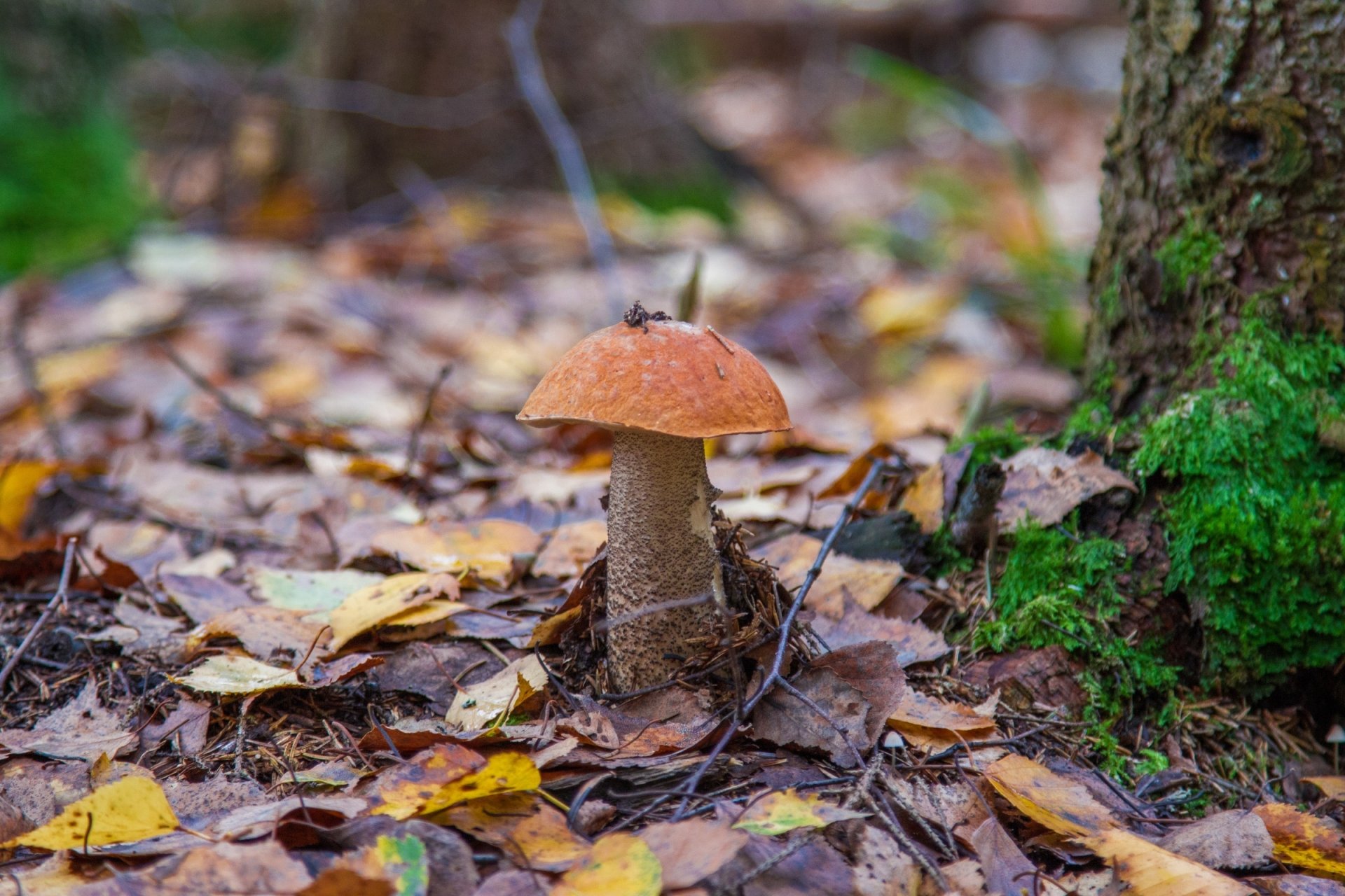 Download Close-up Fall Nature Mushroom HD Wallpaper | 2400x1600 ...