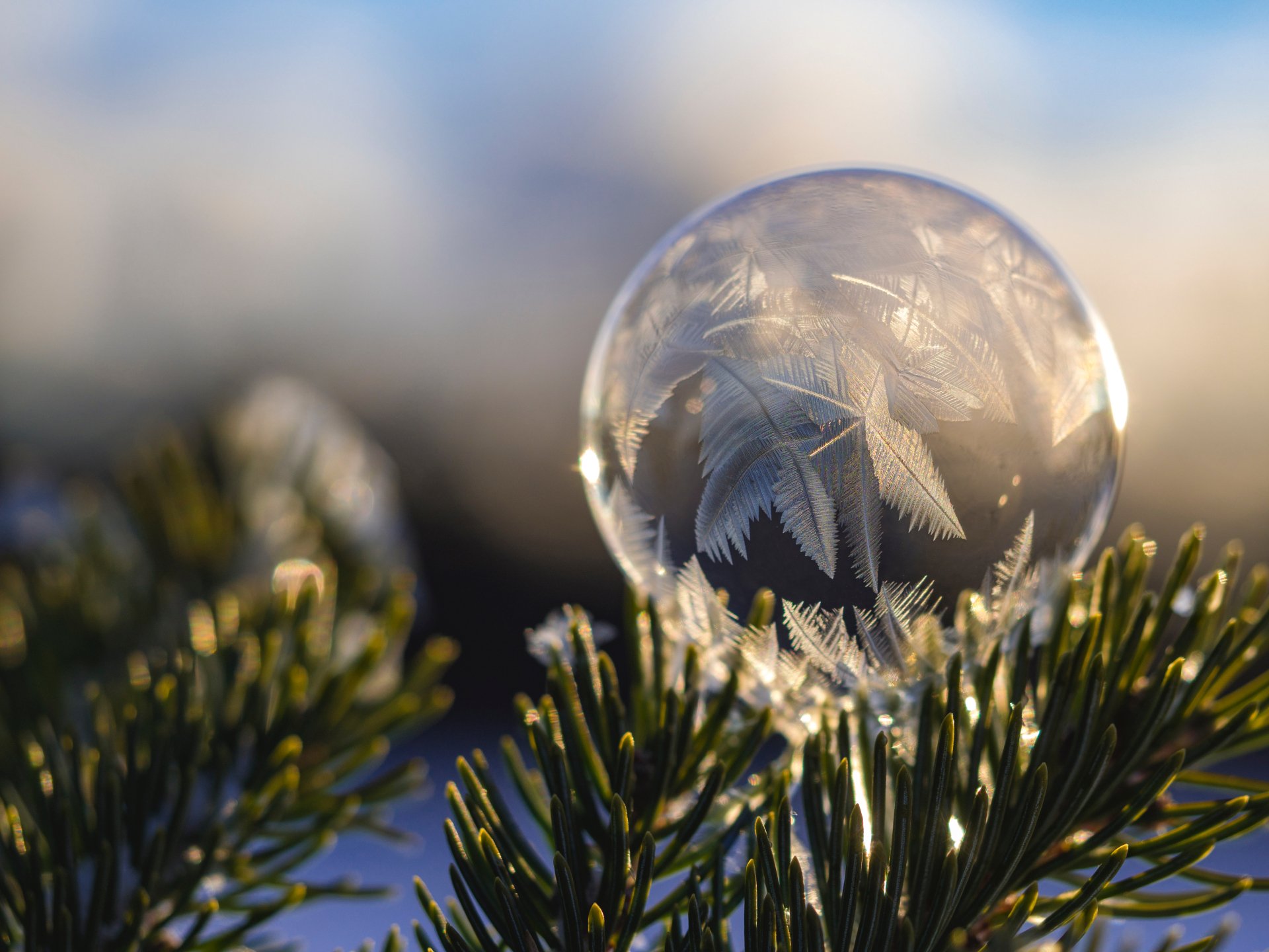Winter’s Frosted Bubble: A 4K Close-Up of Nature’s Icy Artistry