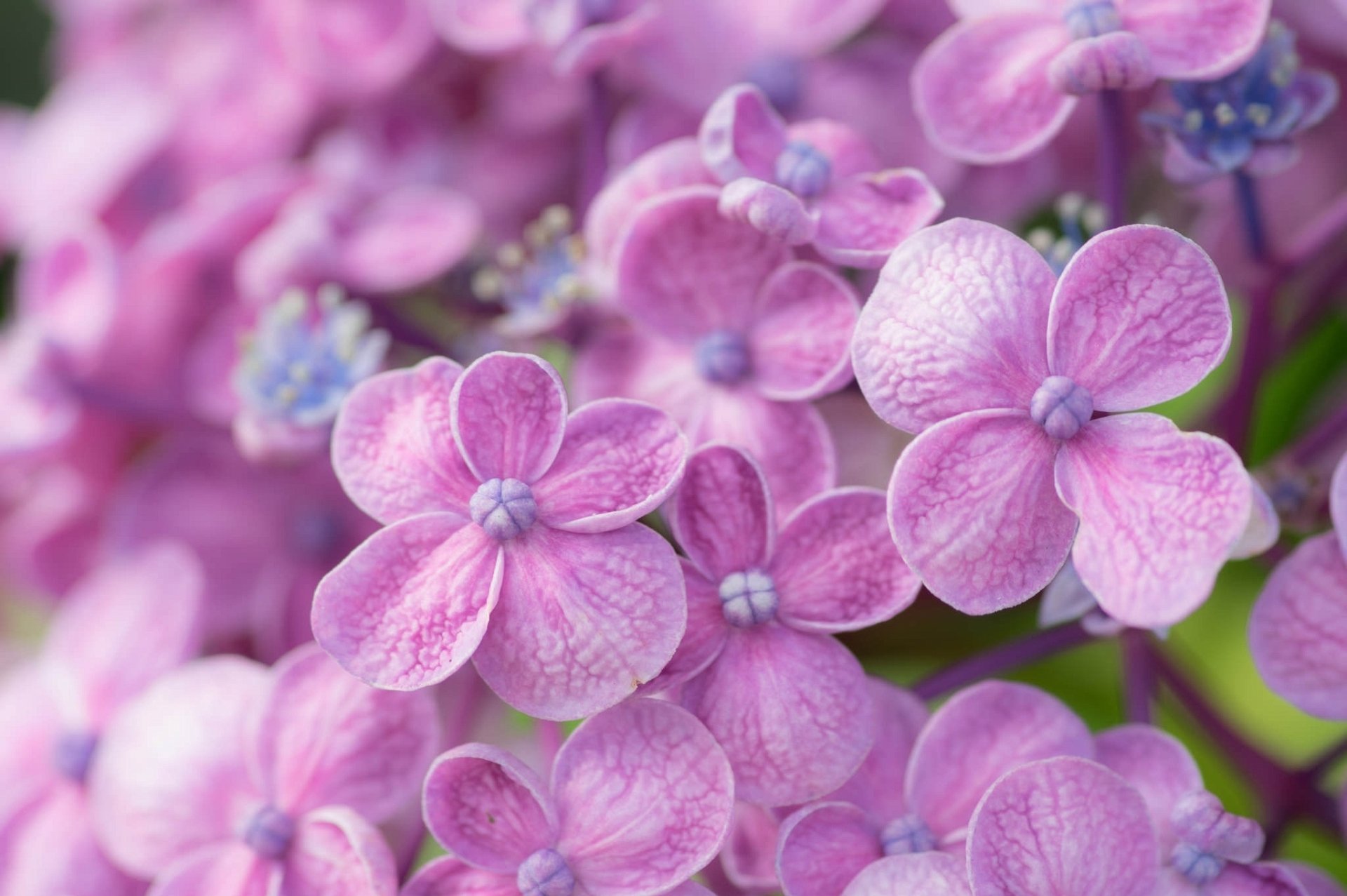 Download Pink Flower Flower Nature Macro Hydrangea HD Wallpaper