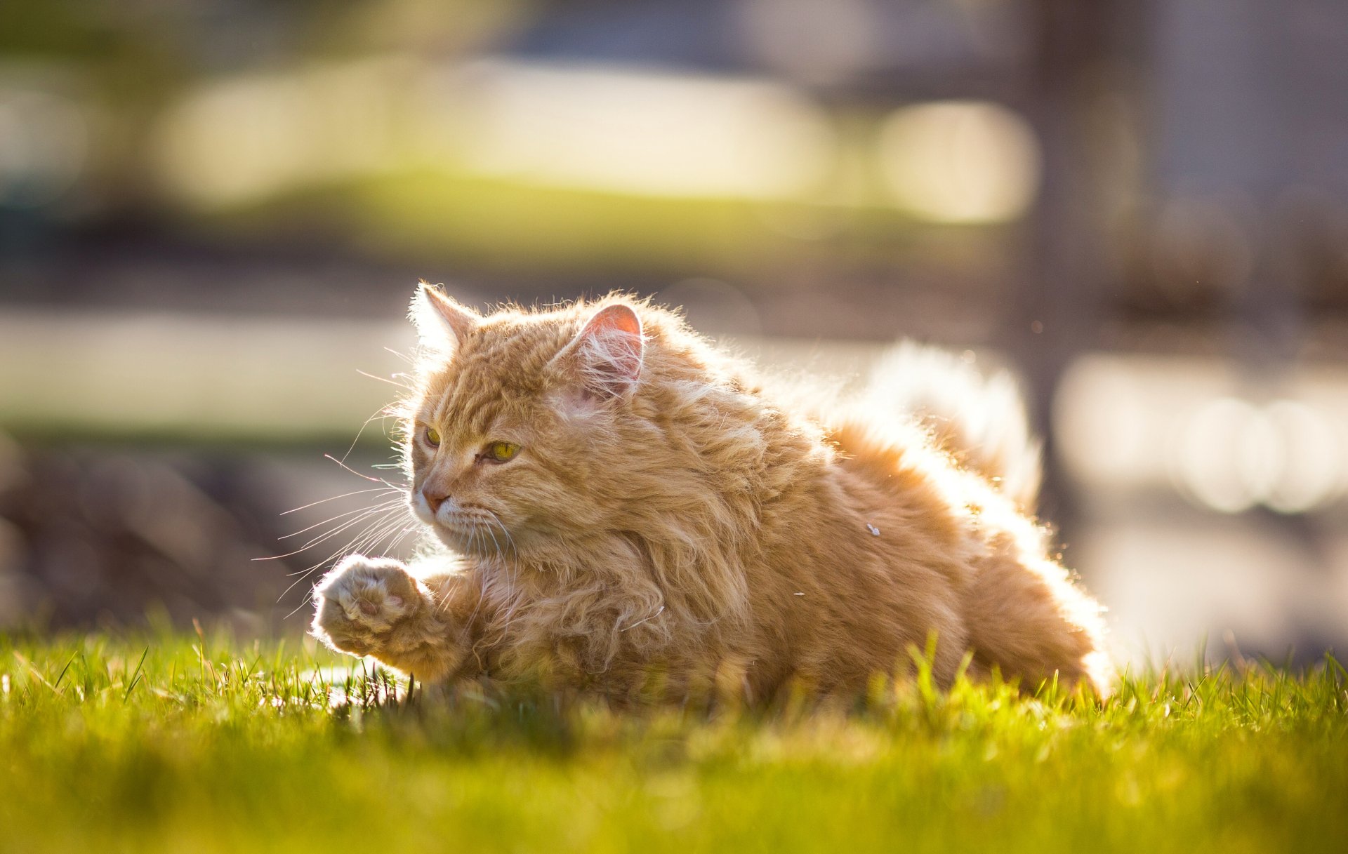 Sunlit Cat in Lush Grass | HD Animal Wallpaper with Bokeh Glow ...