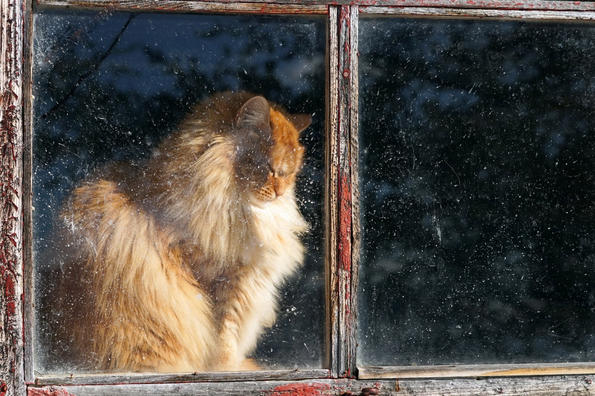 Download Window Animal Cat HD Wallpaper