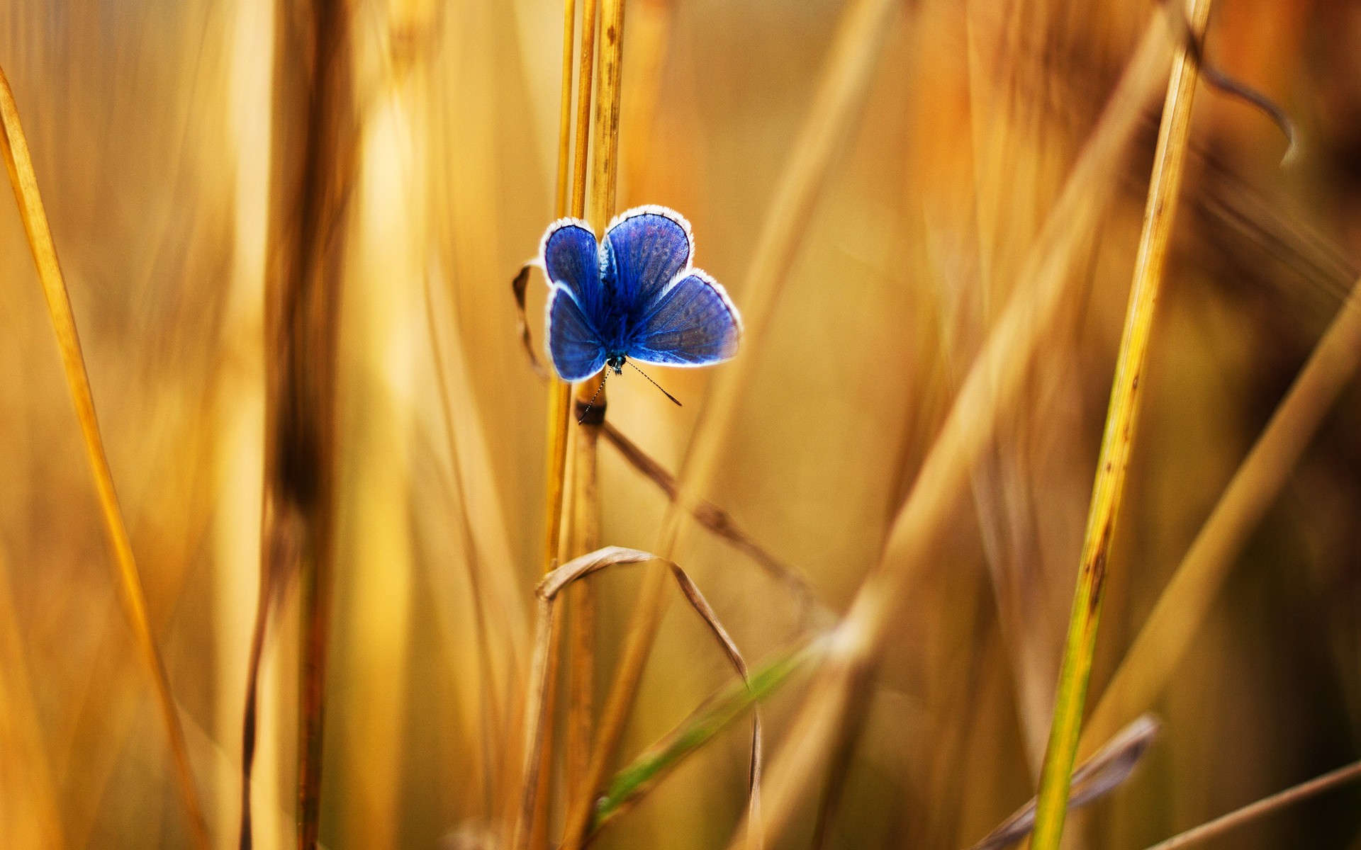 Download Blue Animal Butterfly HD Wallpaper