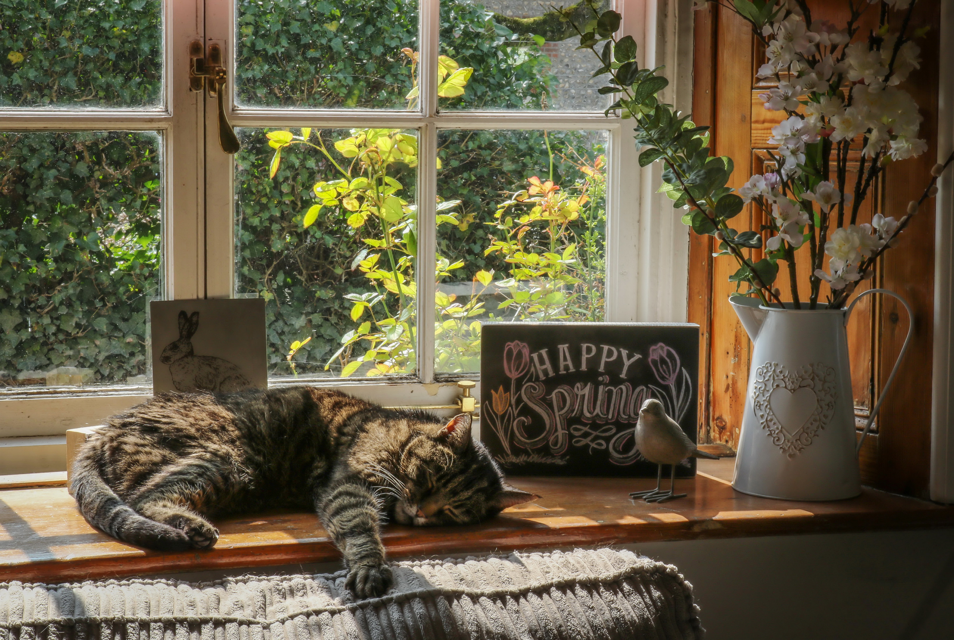 Wallpaper Background House Cat