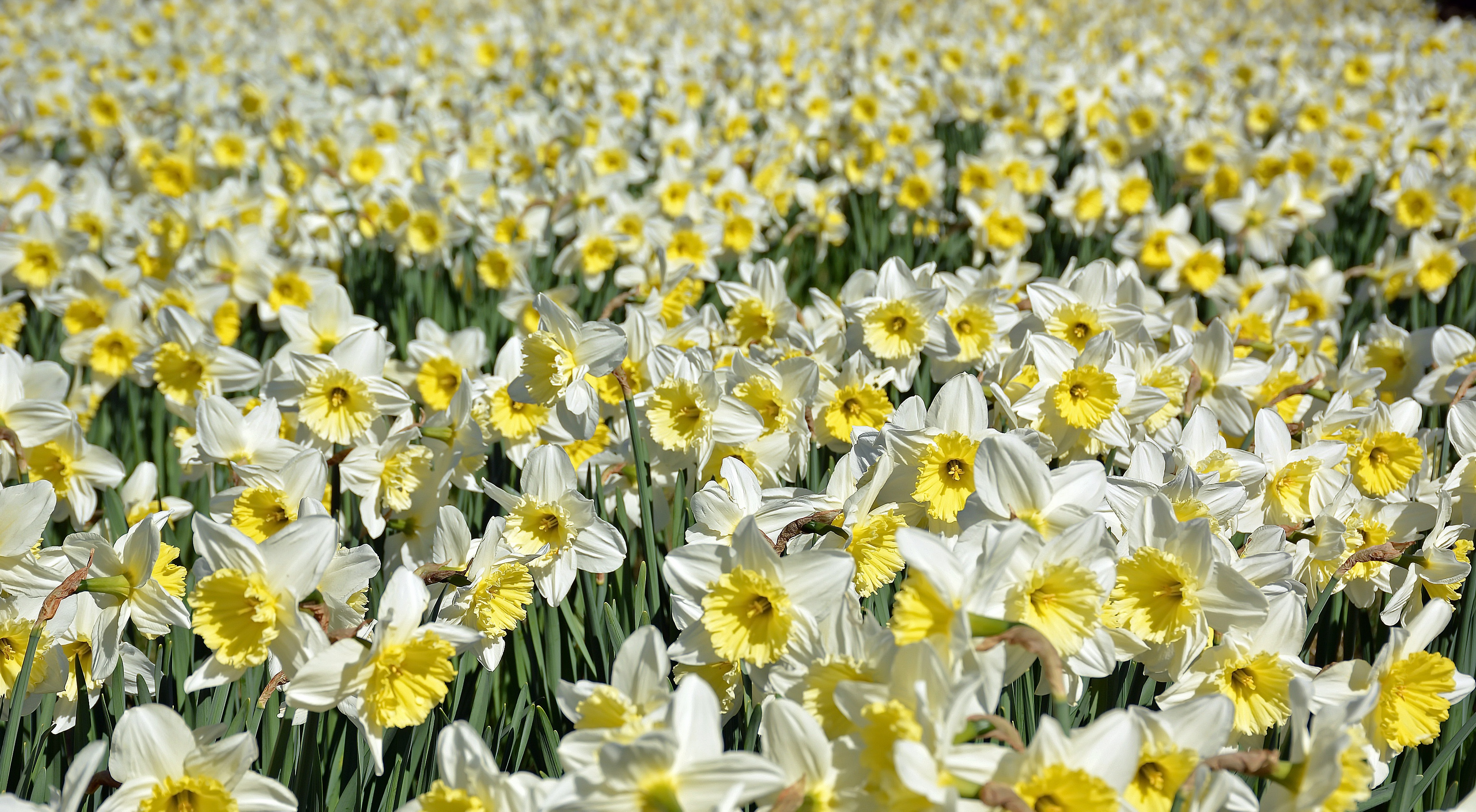 Daffodil Wallpaper 15903